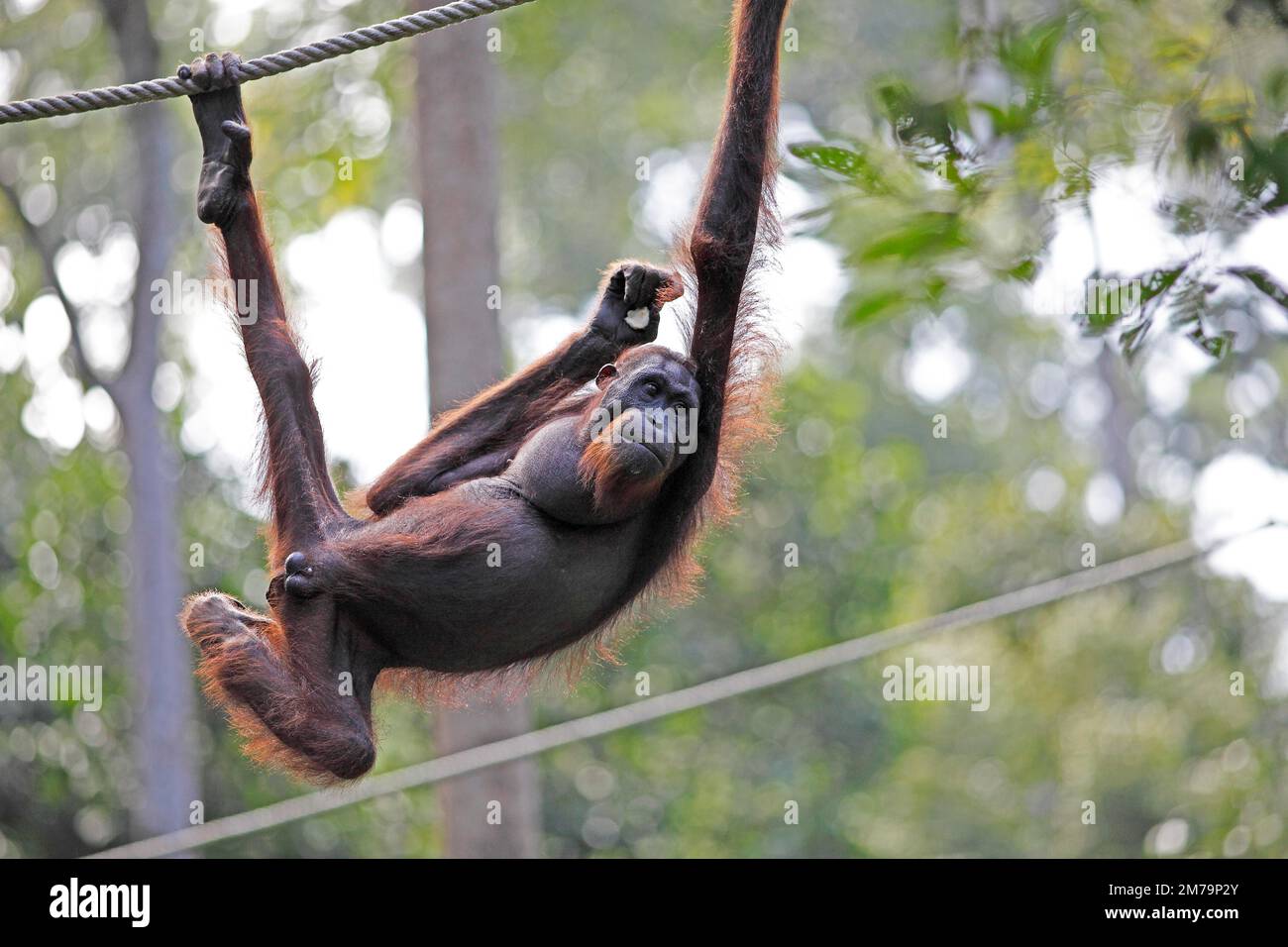 Orang Utan hanging from a rope, Sepilok Rehabilitation Centre, Sabah ...