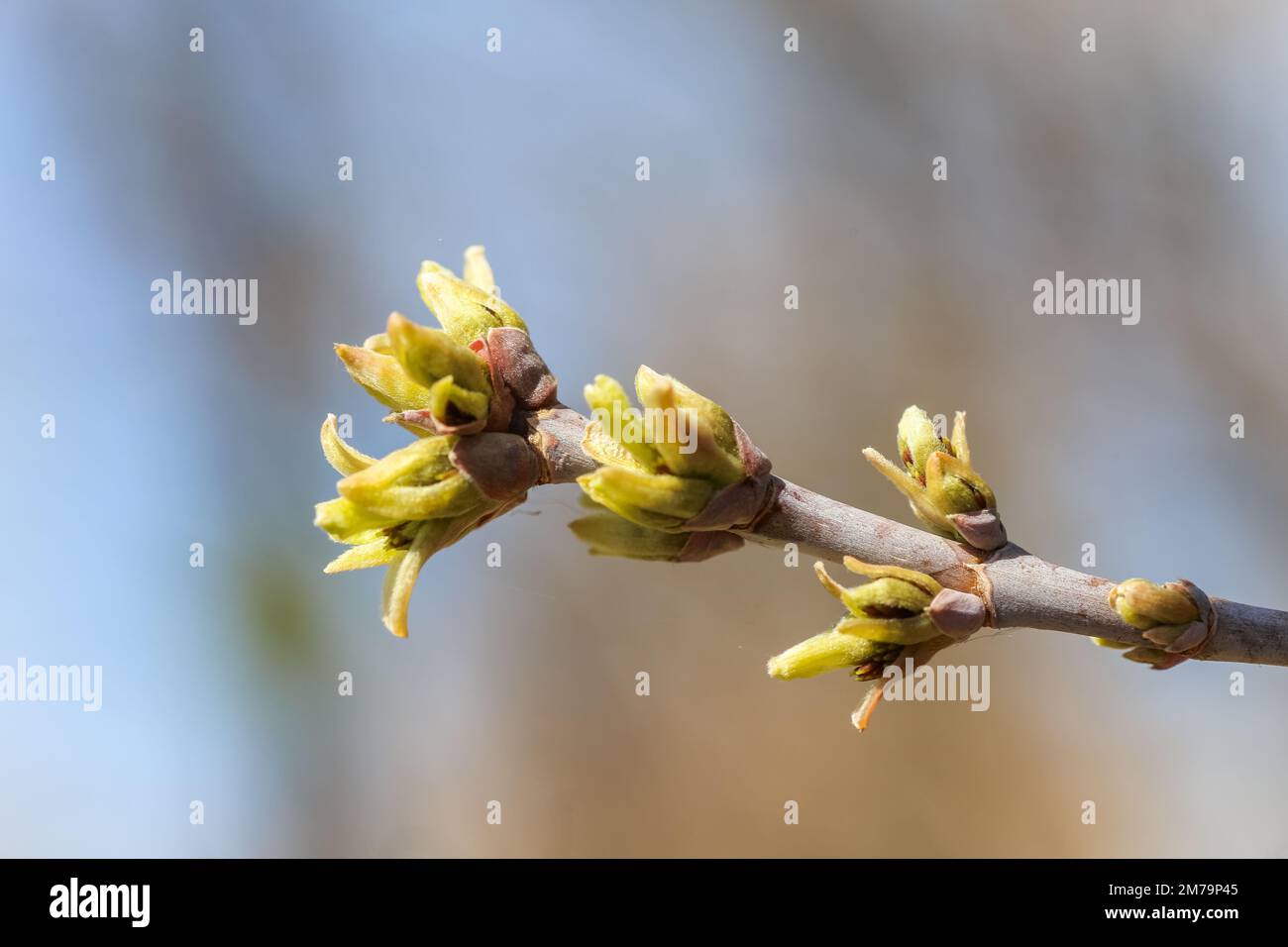 Cornel tree hi-res stock photography and images - Alamy