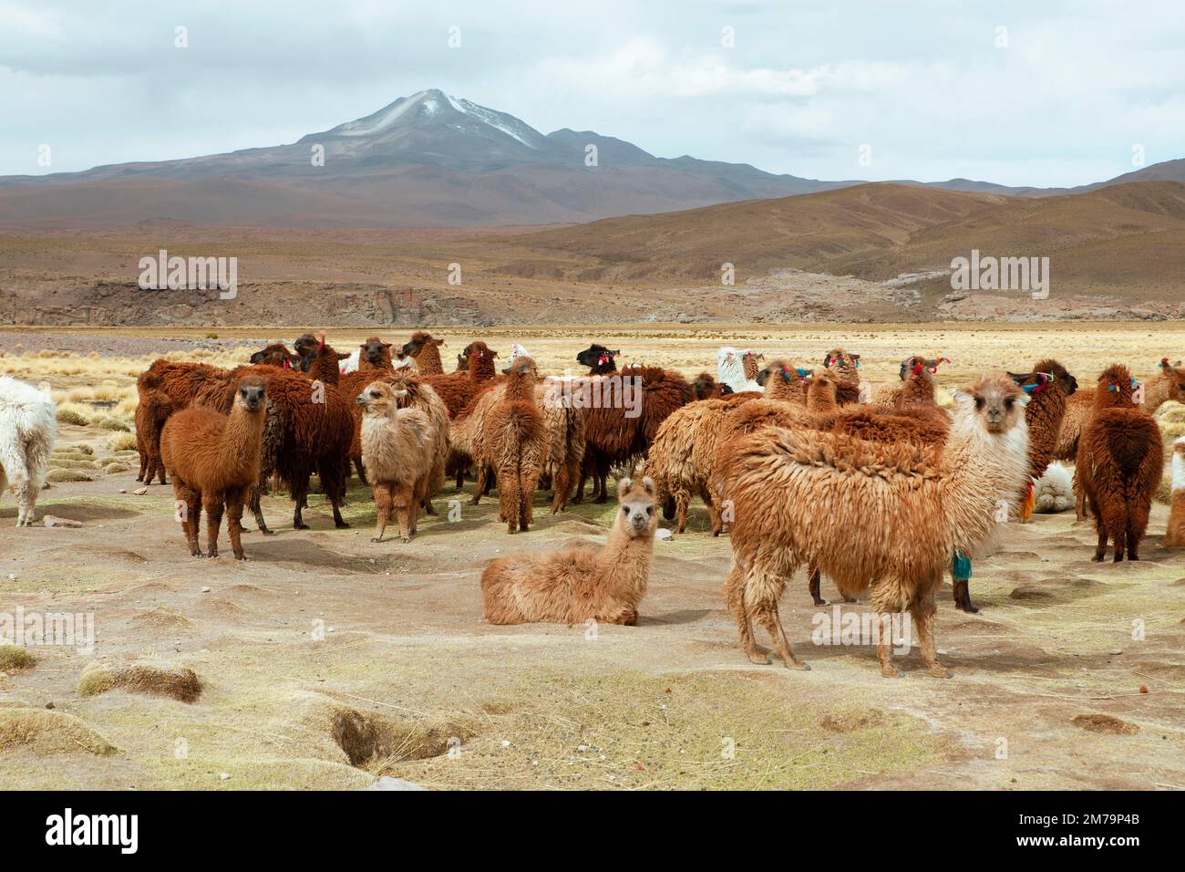 Alpacas (Vicugna pacos) in the Reserva Nacional de Fauna Andina Eduardo ...