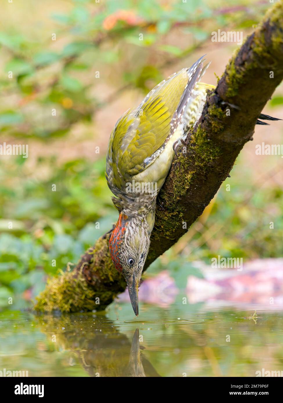 European green woodpecker (Picus viridis), young bird hanging from a ...