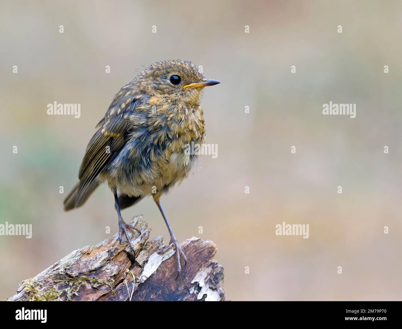 European robin (Erithacus rubecula), uncoloured young bird of this year ...