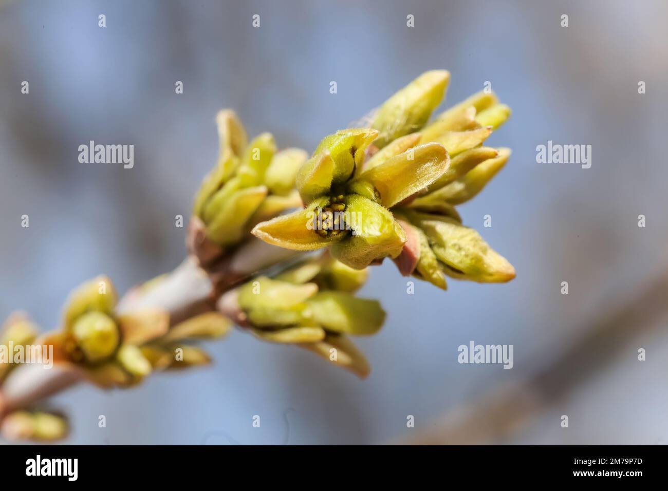 Cornus officinalis, Japanese cornel or Japanese cornelian cherry or ...