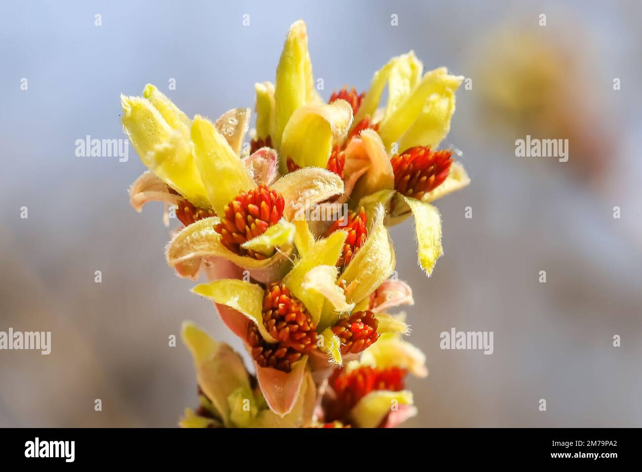 Cornus officinalis flower hi-res stock photography and images - Alamy