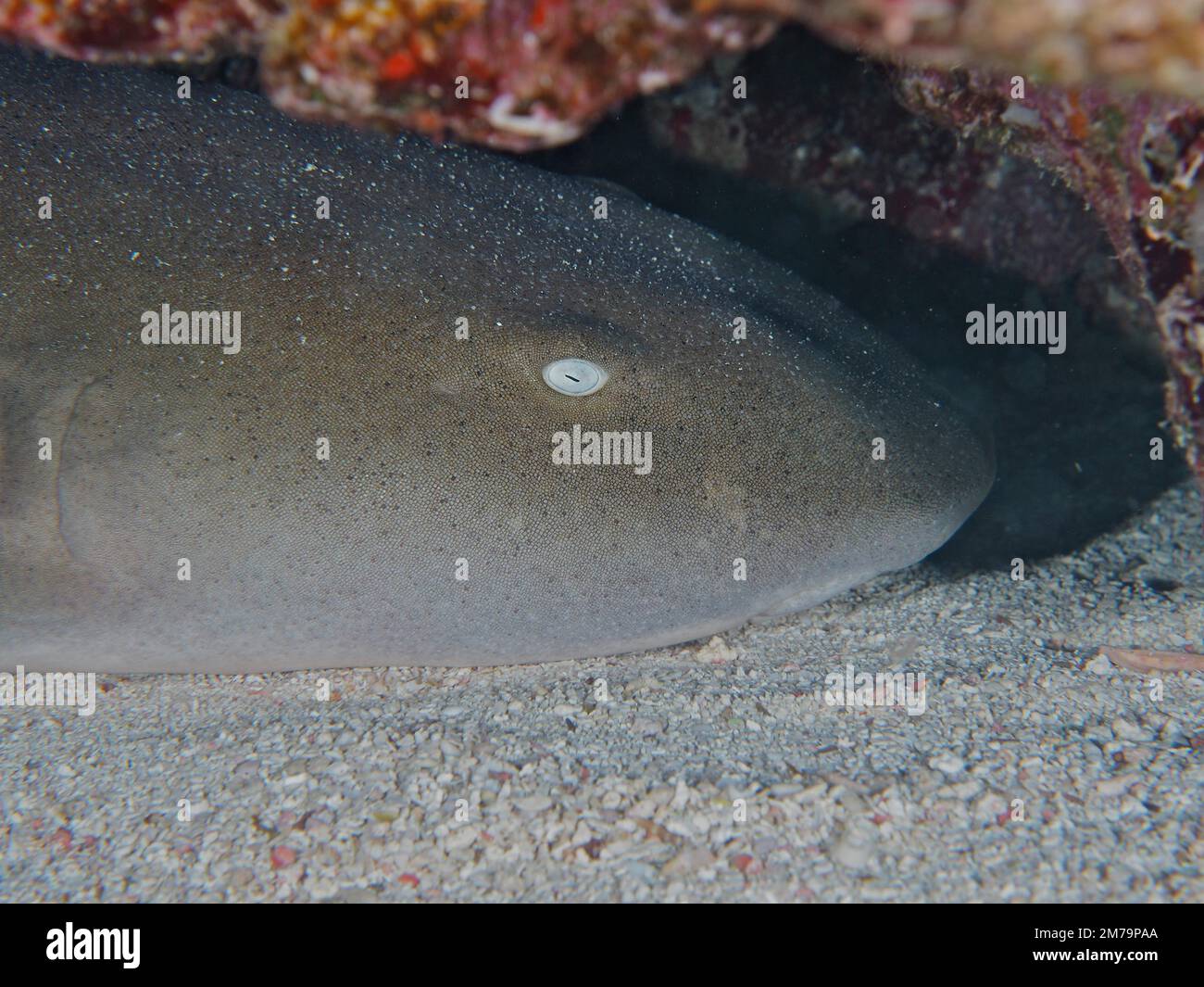 Close-up of Atlantic nurse shark (Ginglymostoma cirratum) . Dive site ...