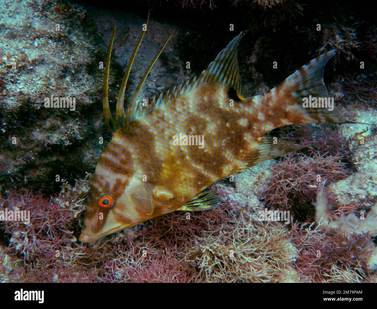 Hogfish (Lachnolaimus maximus) . Changes colour. Dive site John ...