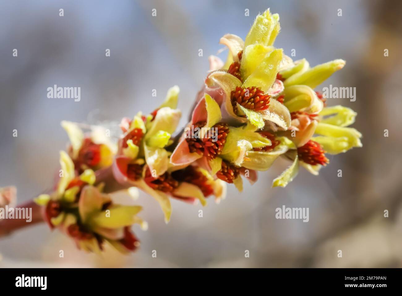 Cornus officinalis, Japanese cornel or Japanese cornelian cherry or ...