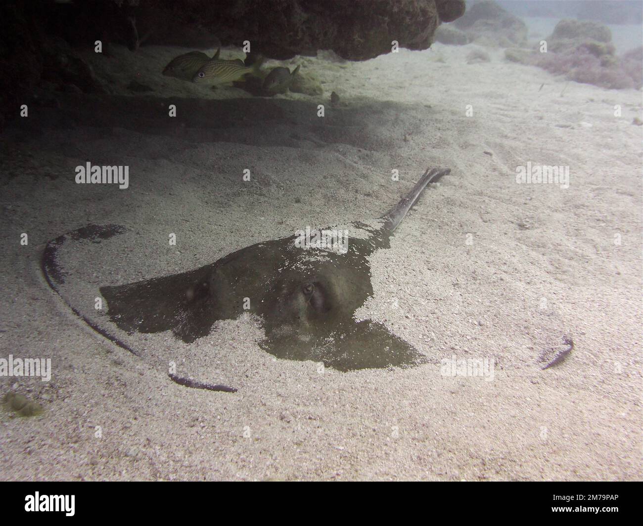 American stingray (Hypanus americanus) resting buried in the sand. Dive ...