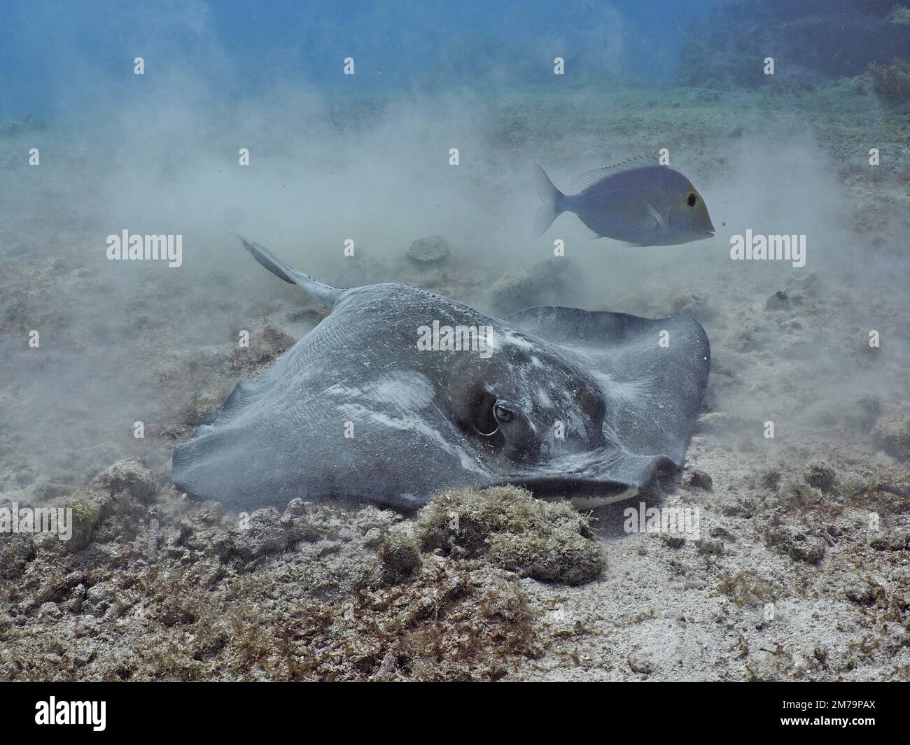 American stingray (Hypanus americanus) foraging for food. Dive site ...