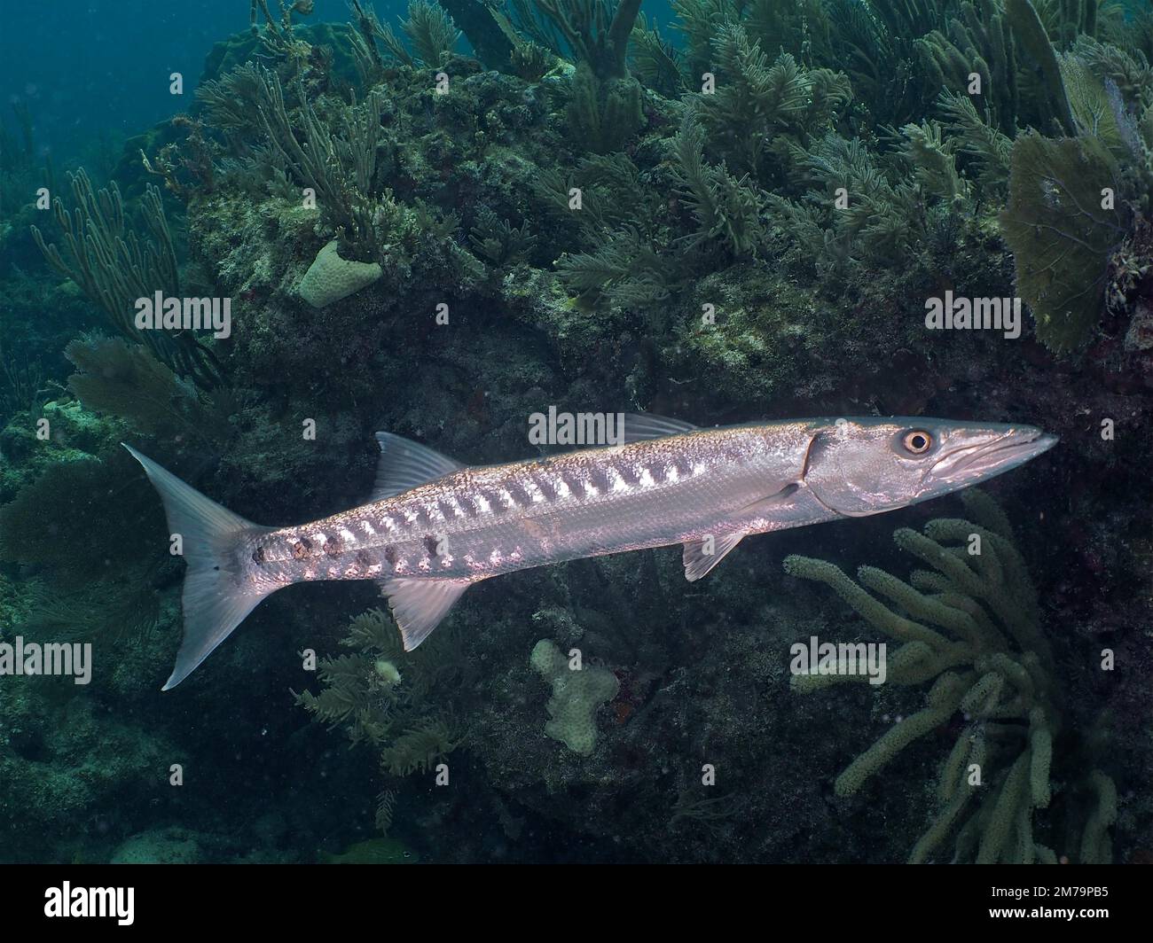 Great barracuda (Sphyraena barracuda) . Dive site John Pennekamp Coral ...