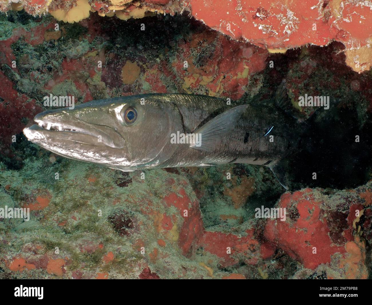 Great barracuda (Sphyraena barracuda) . Dive site John Pennekamp Coral ...