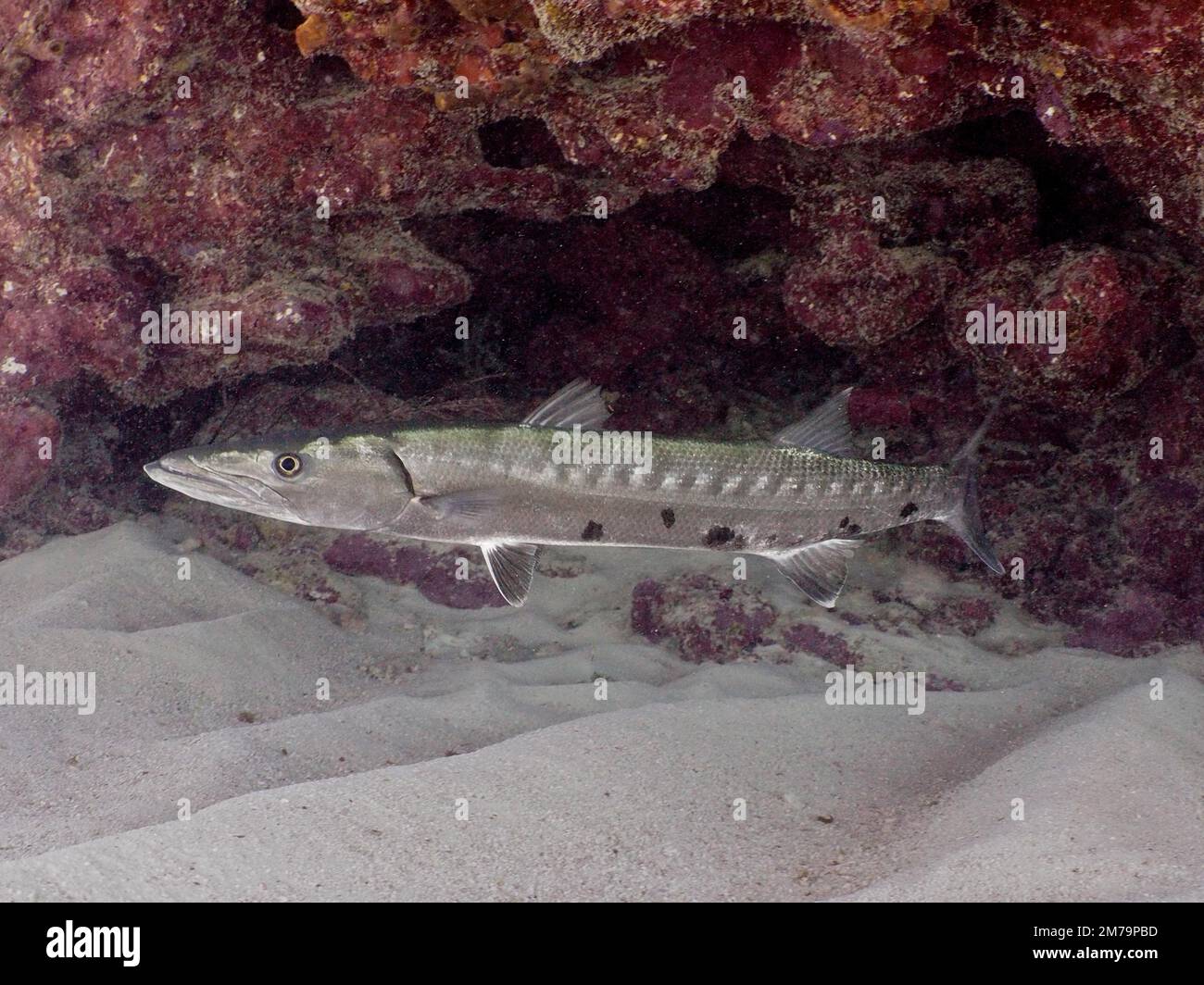 Great barracuda (Sphyraena barracuda) . Dive site John Pennekamp Coral ...