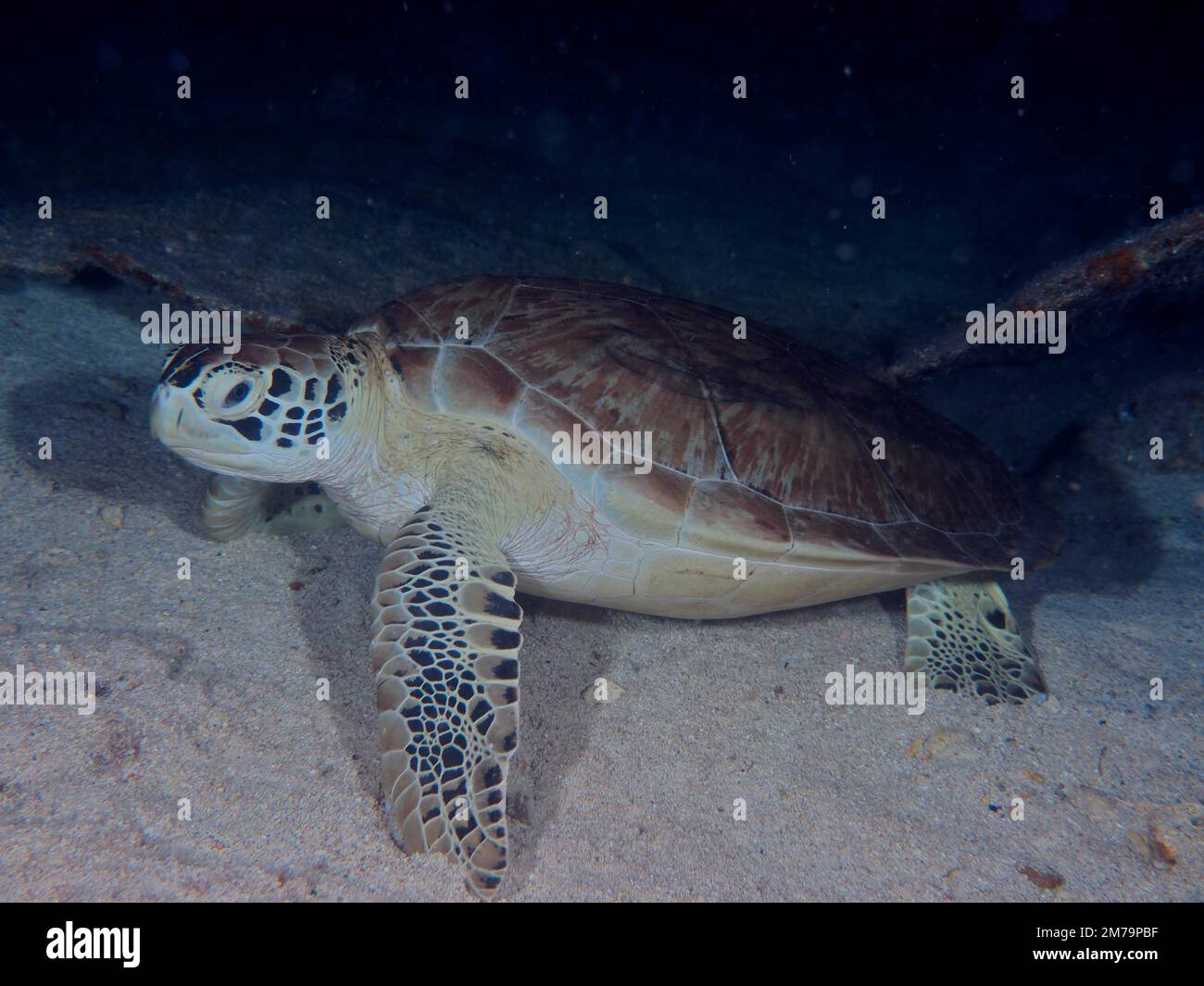 Hawksbill turtle (Eretmochelys imbricata imbricata) at night. Dive site ...