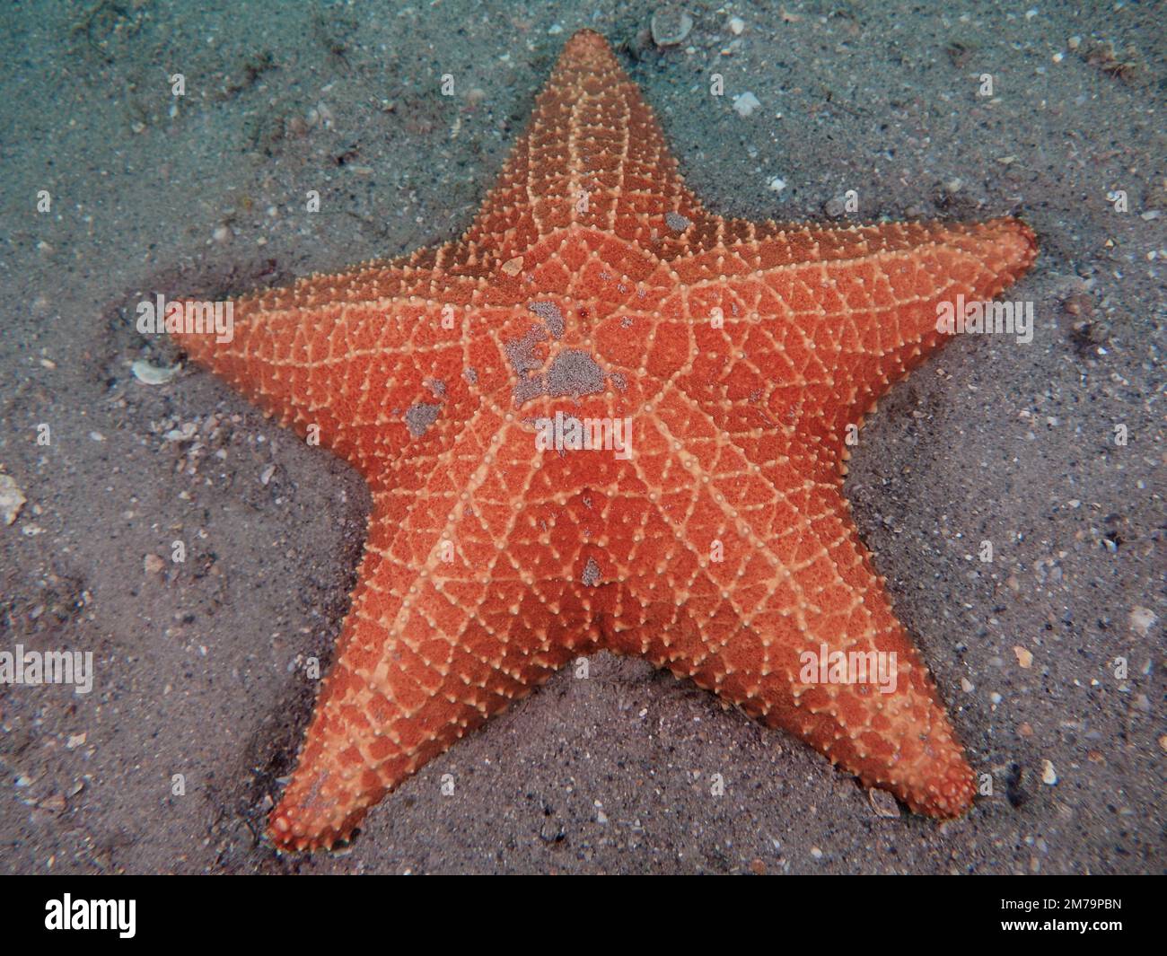 Red cushion sea star (Oreaster reticulatus) . Dive site Blue Heron ...