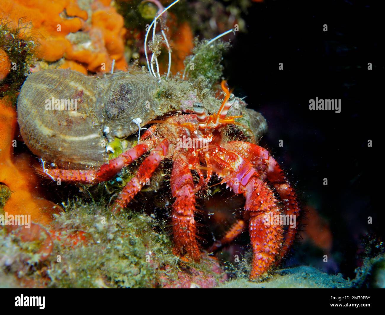 Large red hermit crab (Dardanus calidus) . Dive site Marine Reserve Cap ...