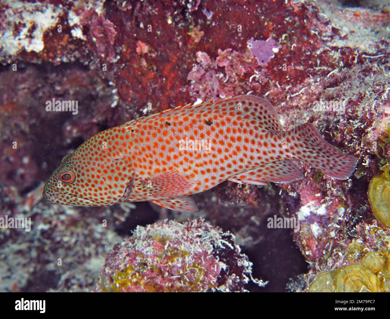 Caribbean grouper (Cephalopholis cruentata) . Dive site John Pennekamp ...