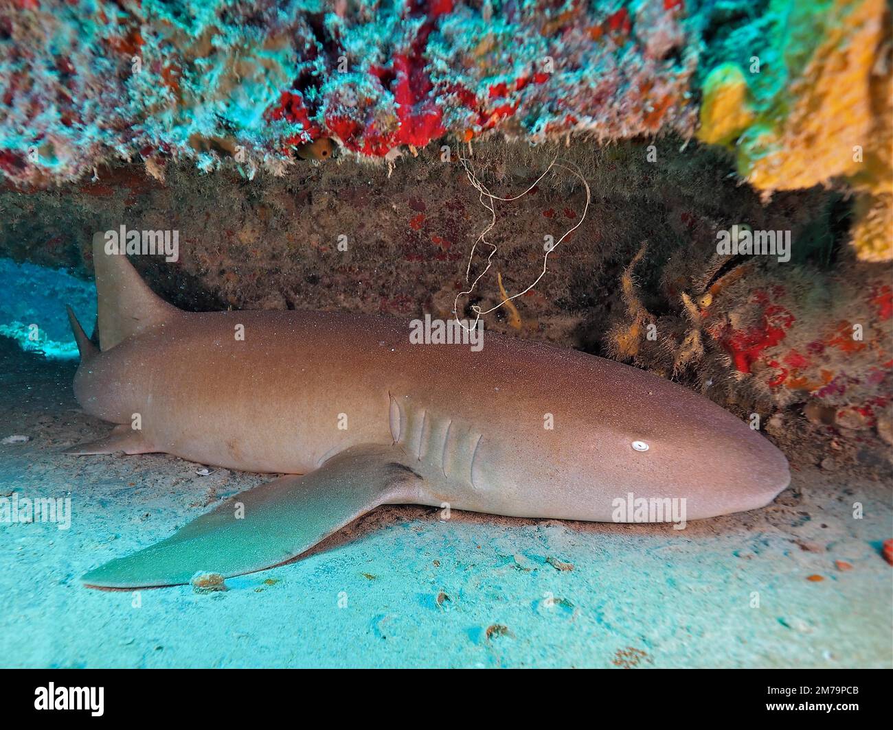Atlantic nurse shark (Ginglymostoma cirratum) resting on the deck. Dive ...