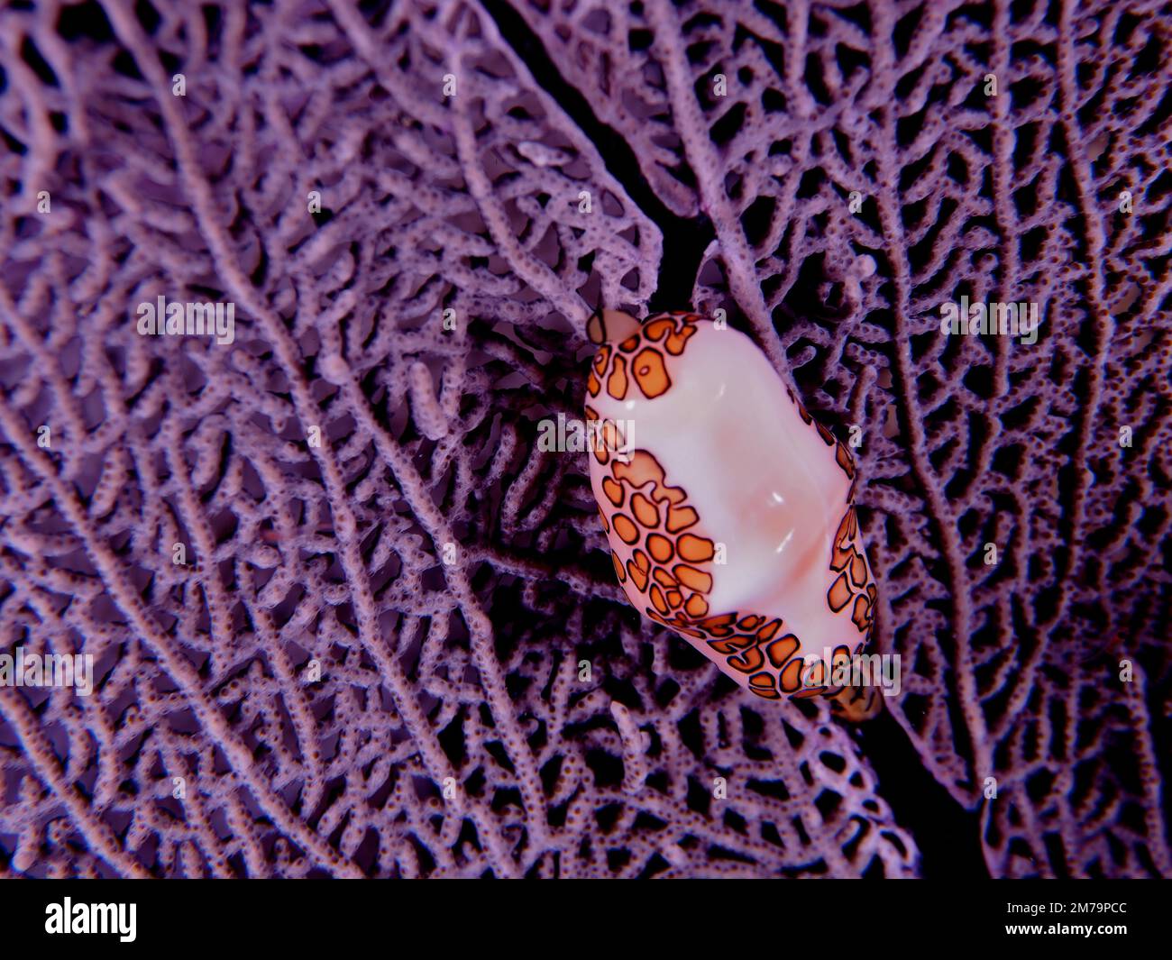 Flamingo tongue snail (Cyphoma gibbosum) on purple common sea fan ...