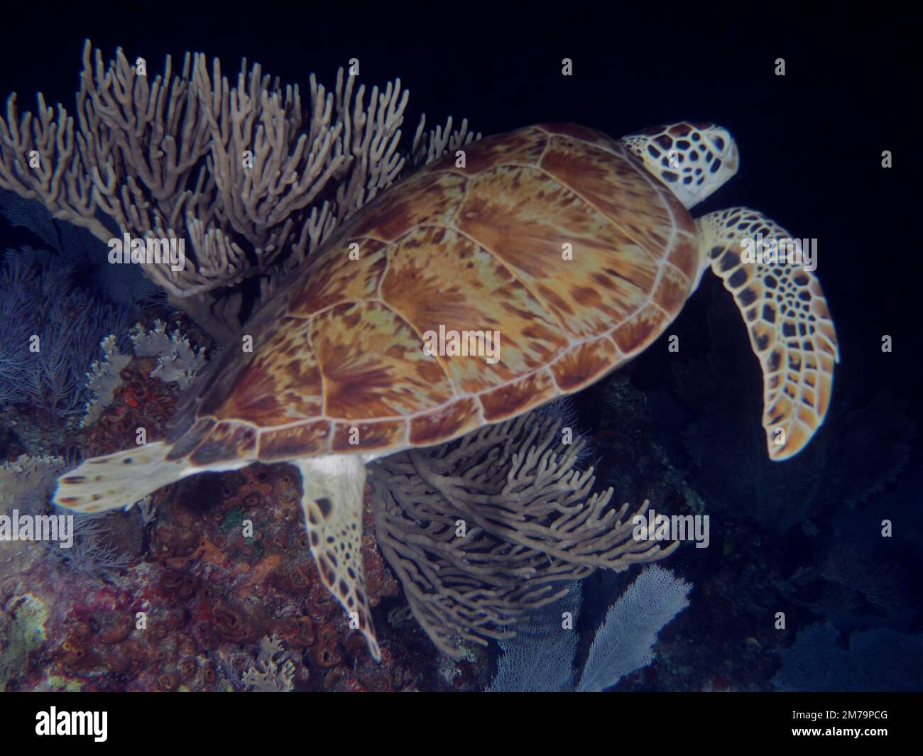 Hawksbill turtle (Eretmochelys imbricata imbricata) at night. Dive site ...