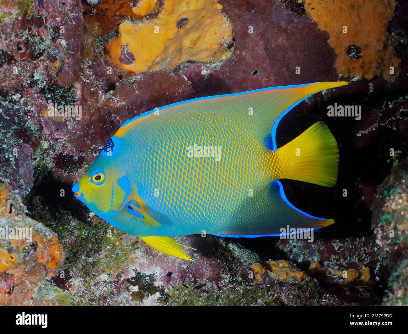 Queen Angelfish (Holacanthus ciliaris) . Dive site John Pennekamp Coral ...