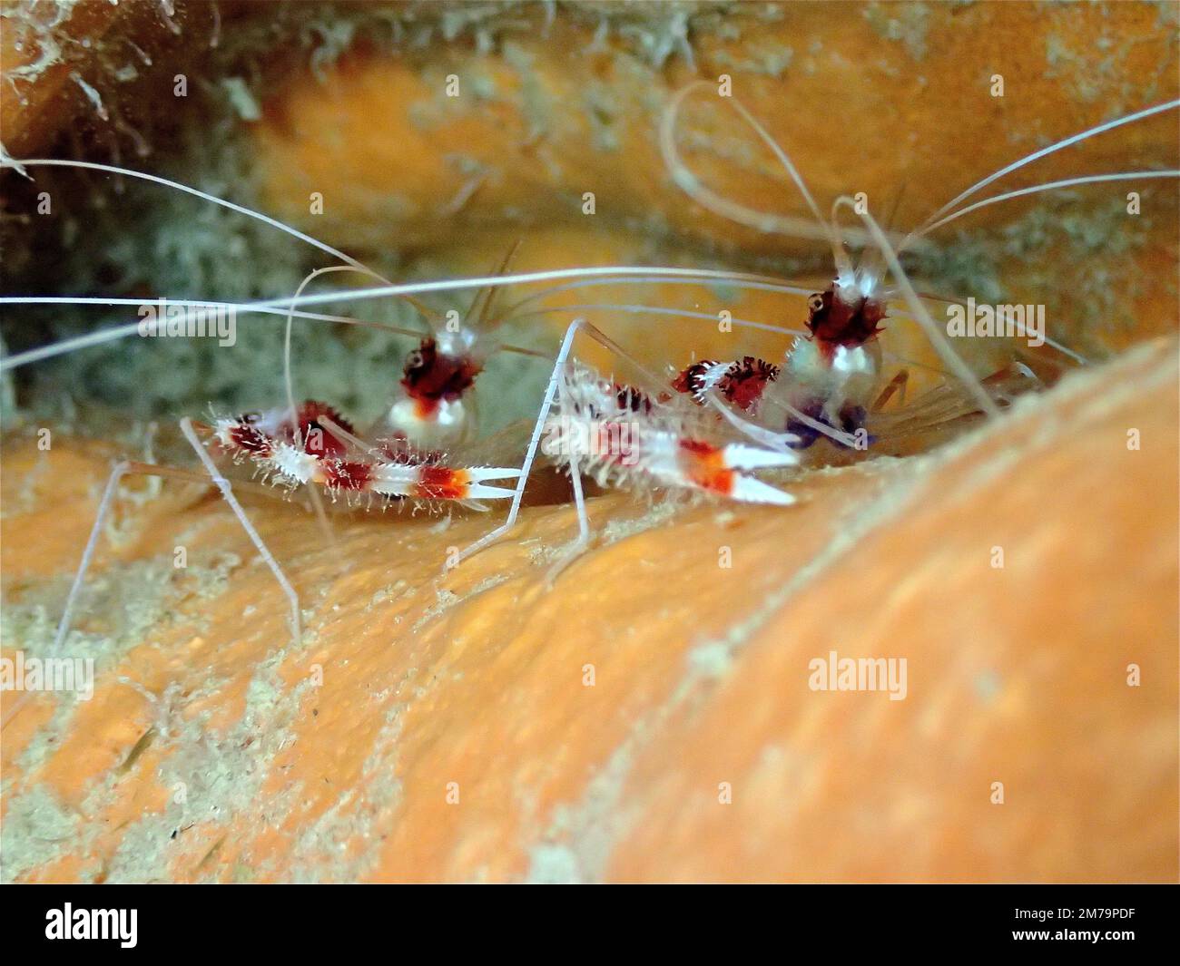 Two banded coral shrimps (Stenopus hispidus), cleaner shrimp on orange ...