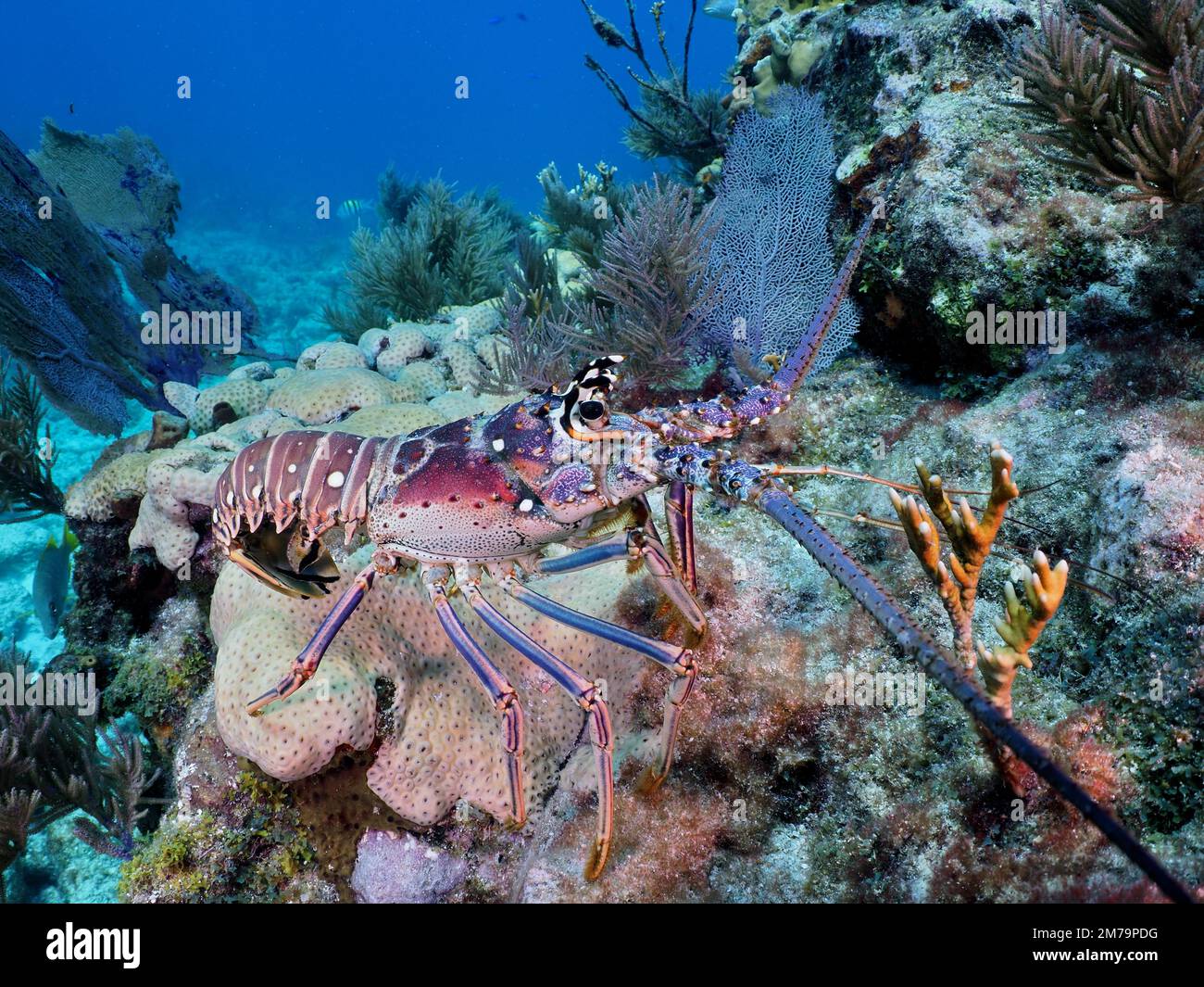 Caribbean spiny crayfish (Panulirus argus) . Dive site John Pennekamp ...