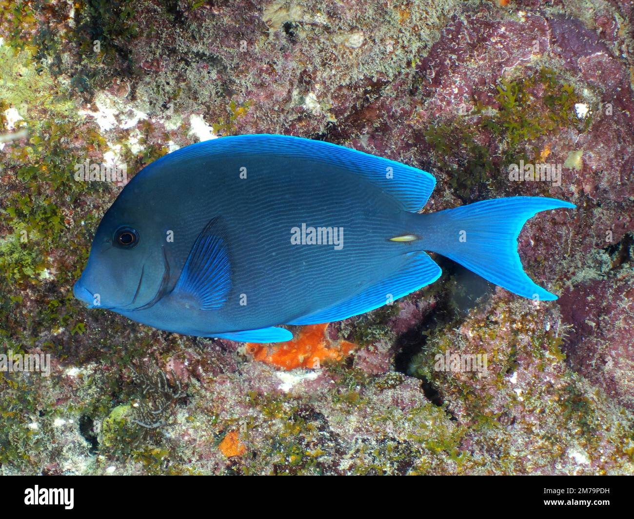Atlantic blue tang (Acanthurus coeruleus) . Dive site John Pennekamp ...