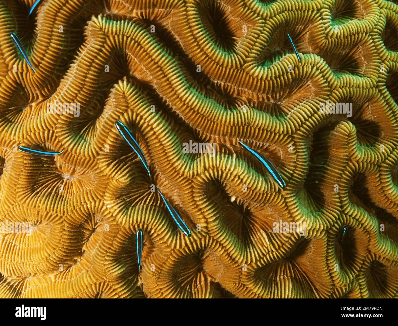 Several neon goby (Elacatinus oceanops) in brain coral (Diploria ...