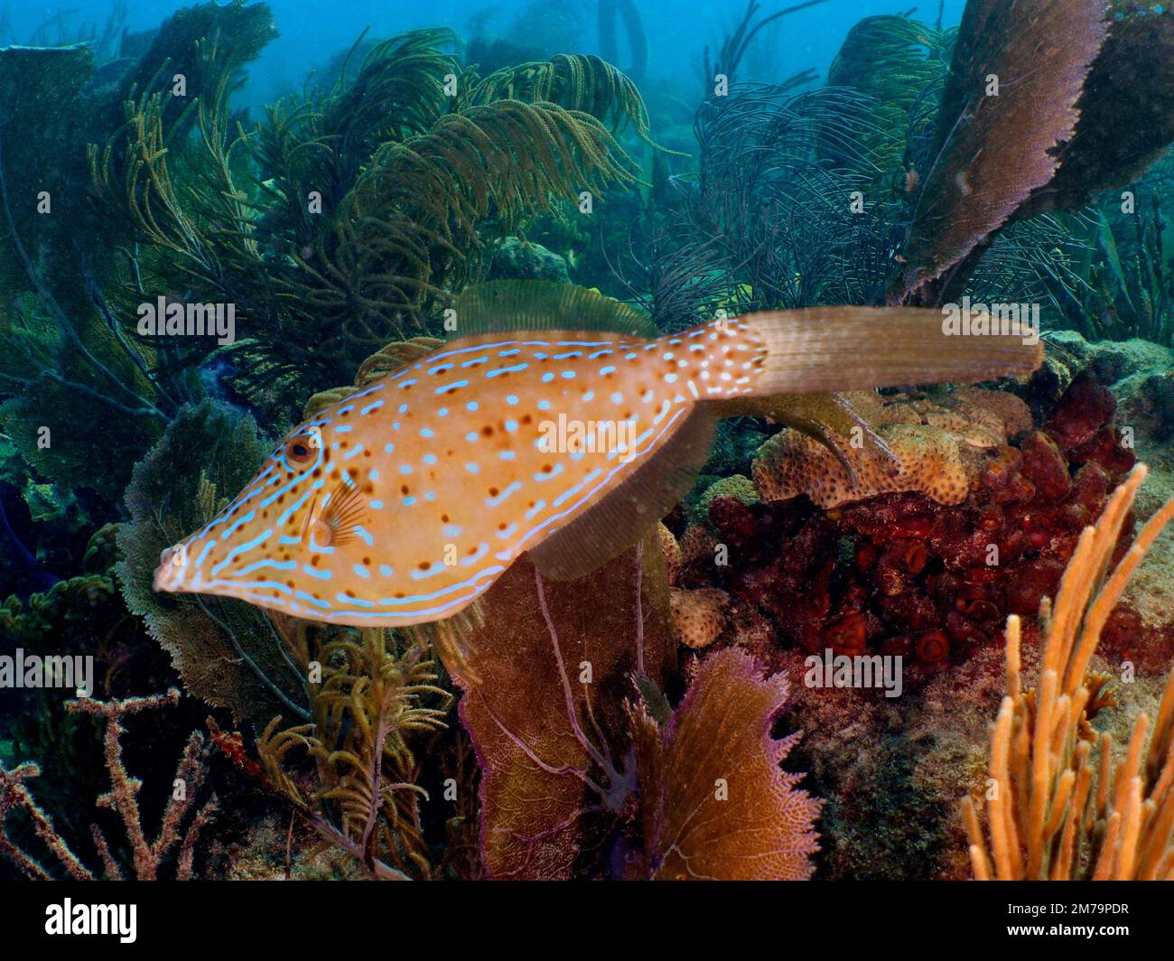 Scrawled filefish (Aluterus scriptus) . Dive site John Pennekamp Coral ...
