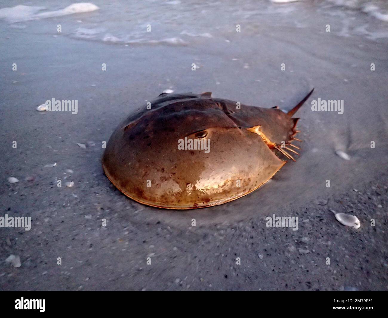 Atlantic horseshoe crab (Limulus polyphemus) on the beach of Sanibel ...