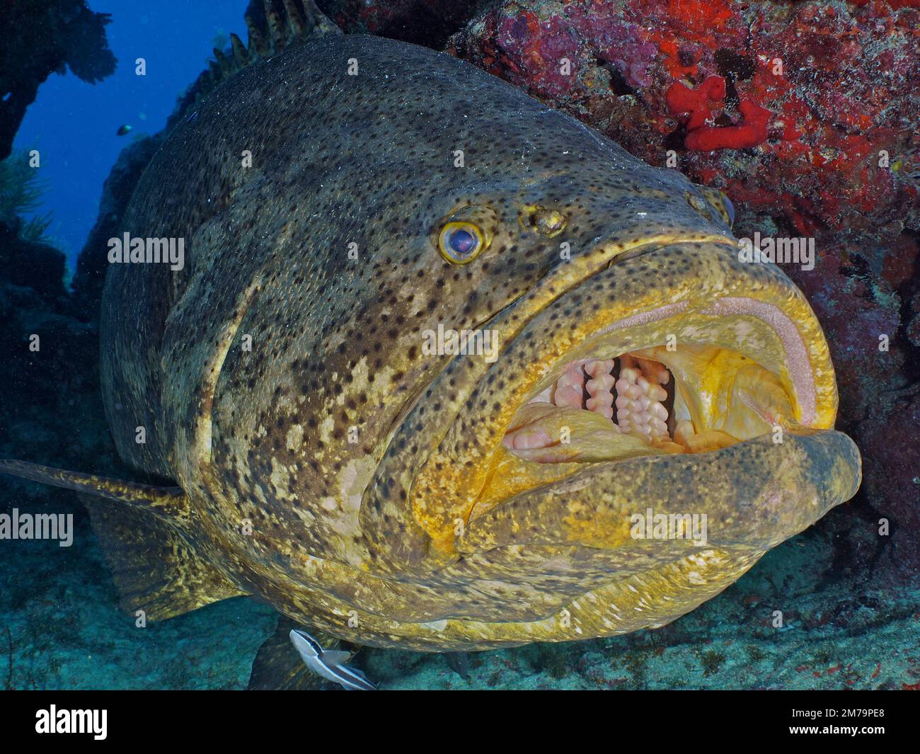 Close-up of atlantic goliath grouper (Epinephelus itajara) with open ...