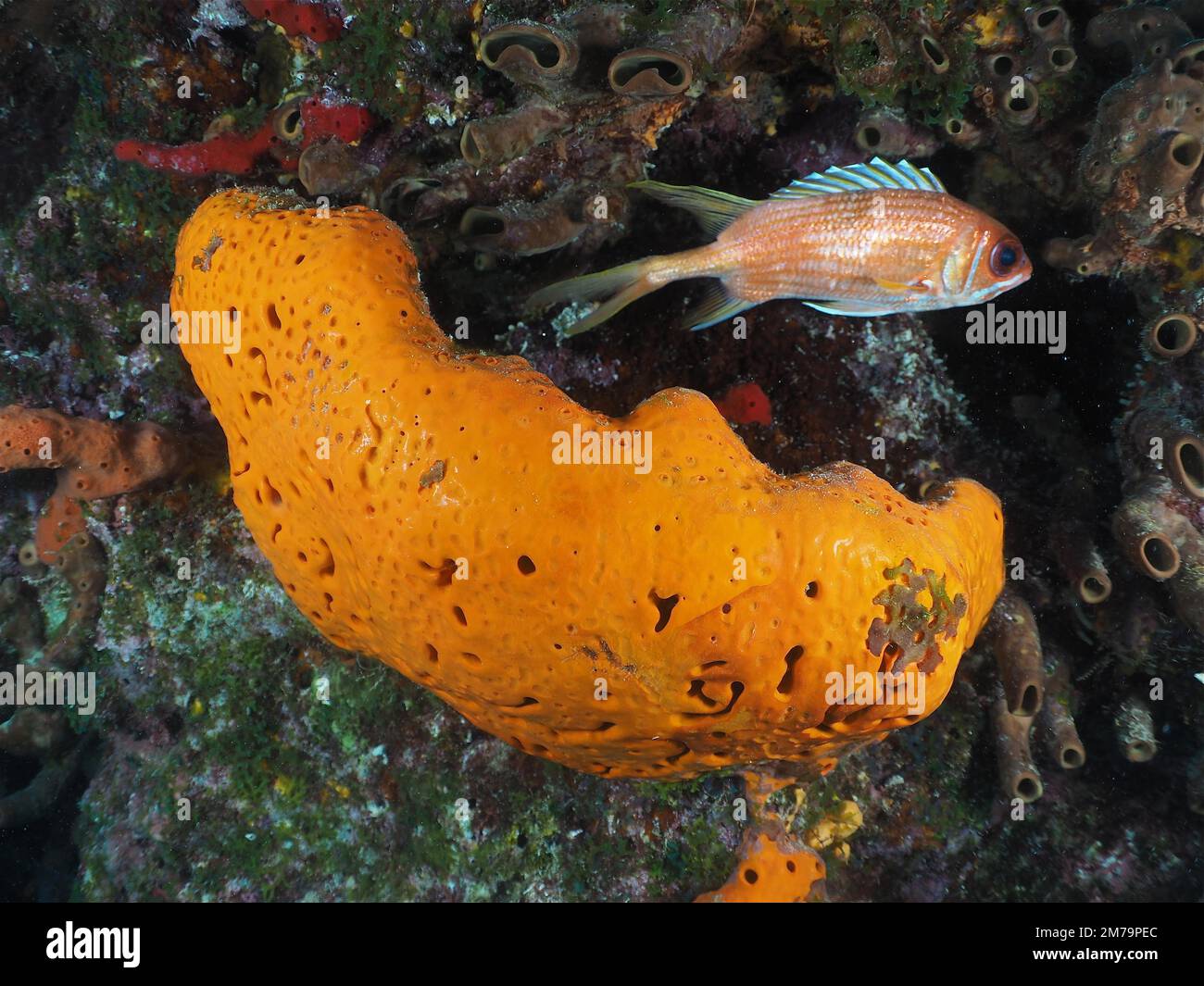 Fire sponge (Tedania ignis) and long-spined husar (Holocentrus rufus ...