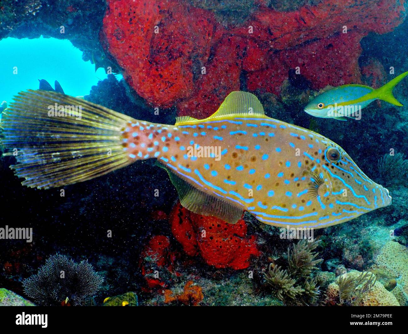 Scrawled filefish (Aluterus scriptus) . Dive site John Pennekamp Coral ...