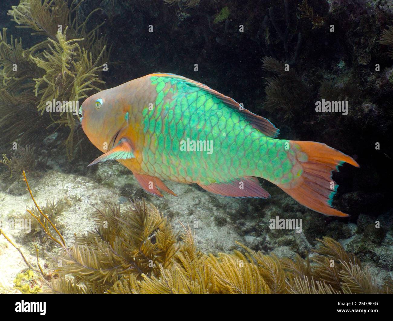 Rainbow Parrotfish (Scarus guacamaia) . Dive site John Pennekamp Coral ...