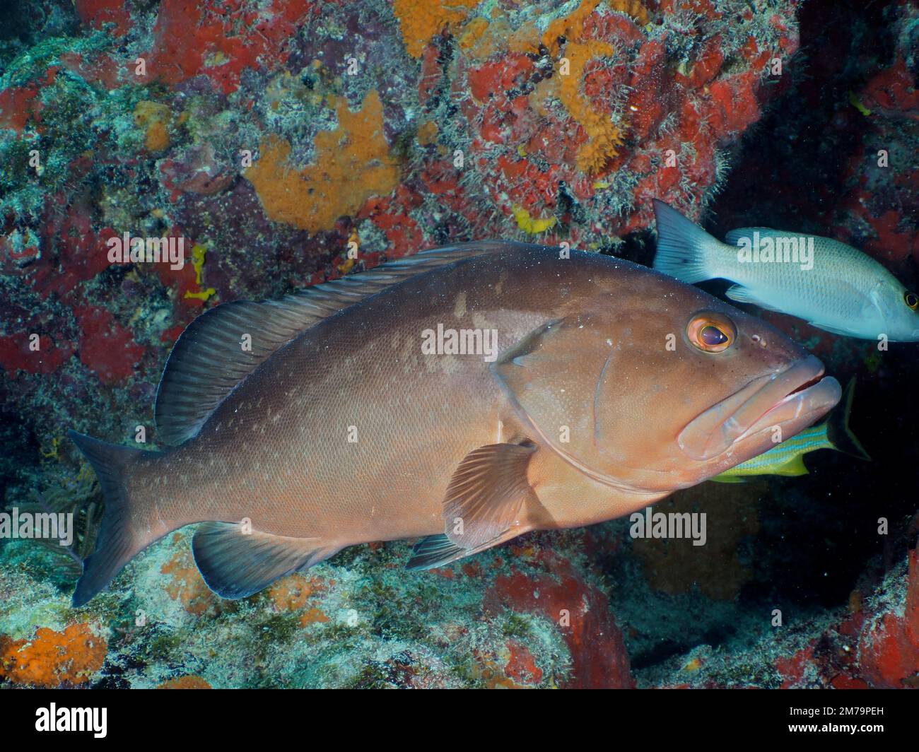 Black grouper (Mycteroperca bonaci) . Dive site John Pennekamp Coral ...