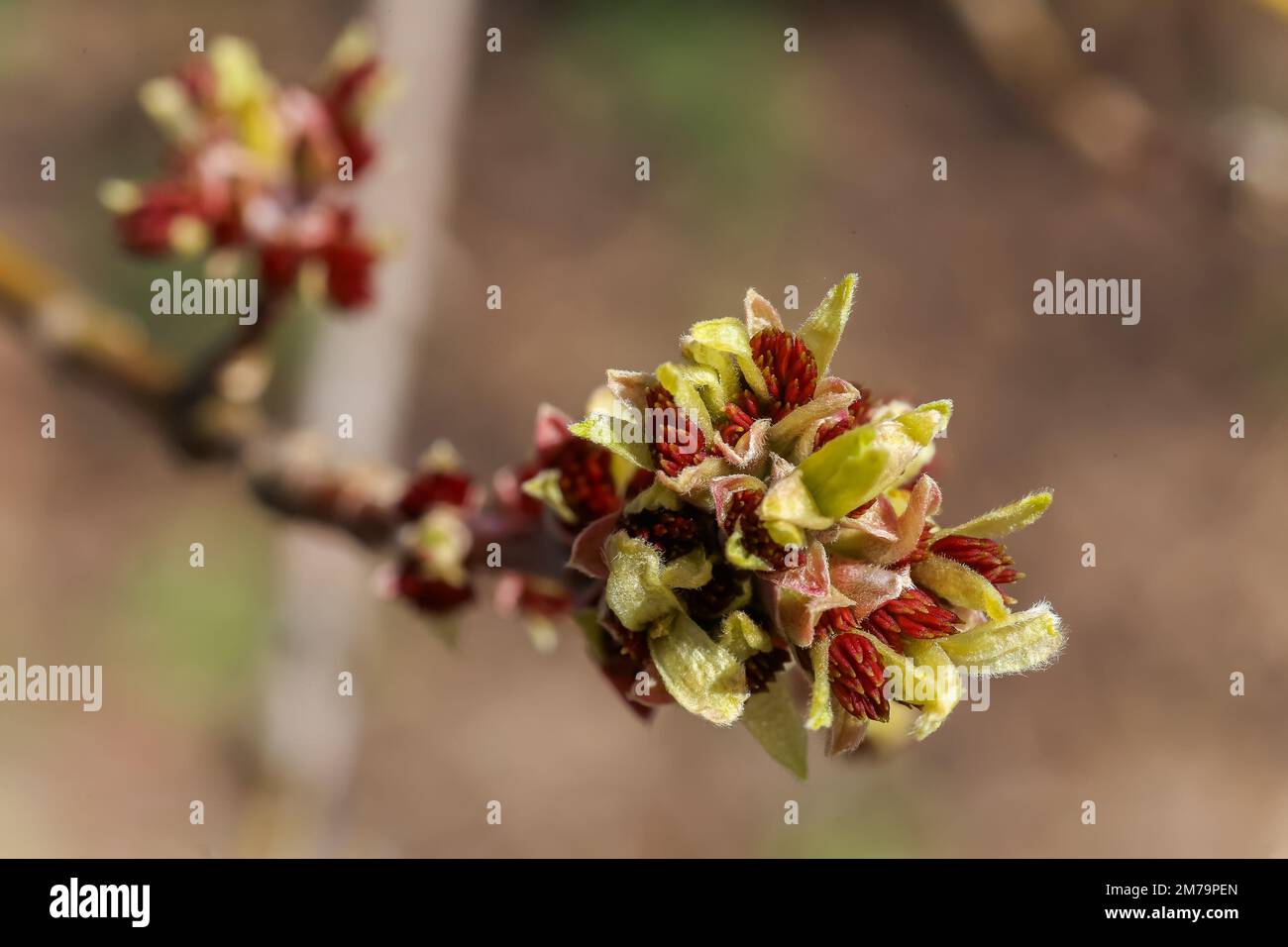 Cornus officinaliss hi-res stock photography and images - Alamy