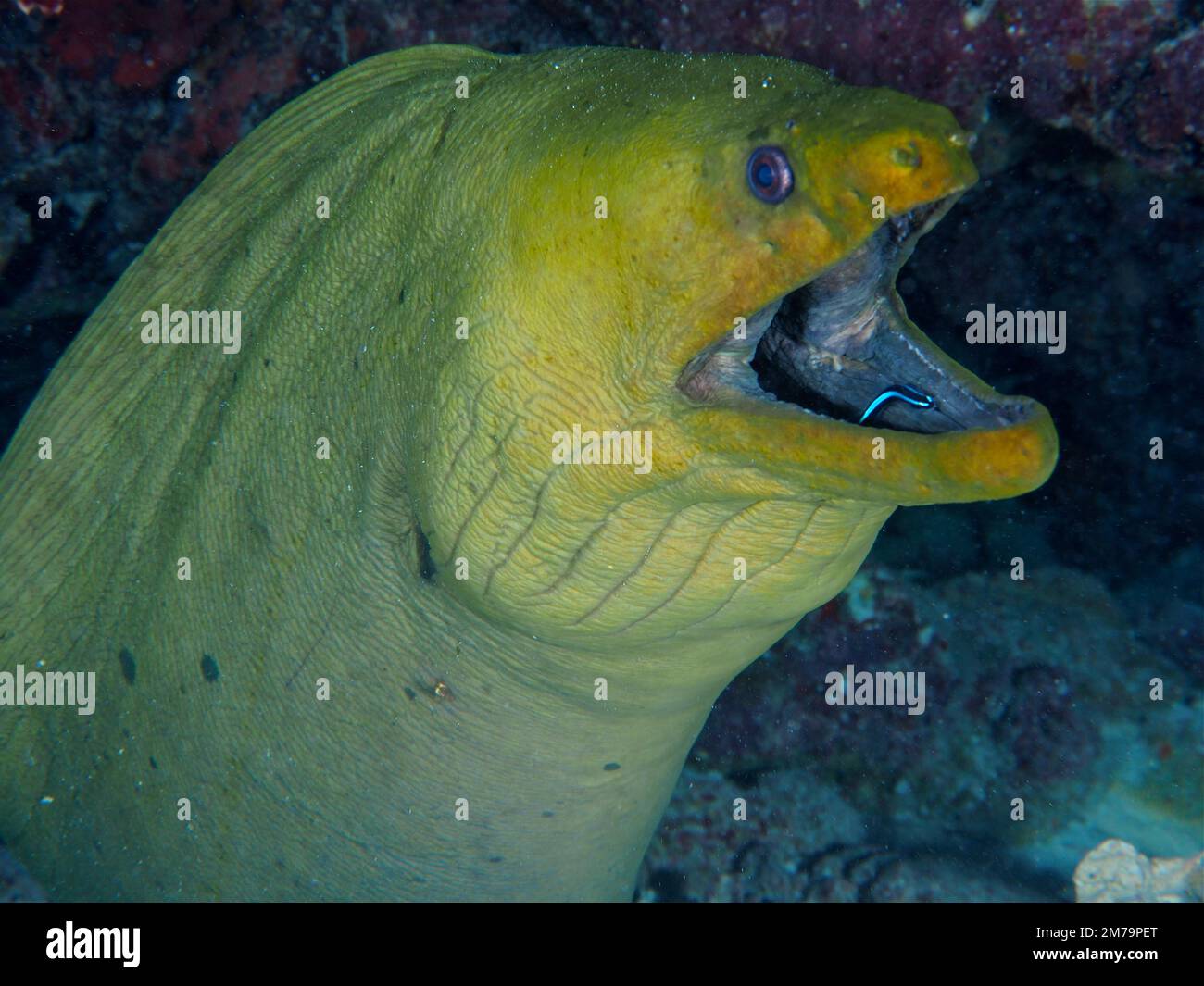 Green moray (Gymnothorax funebris) at cleaning station, with cleaner ...