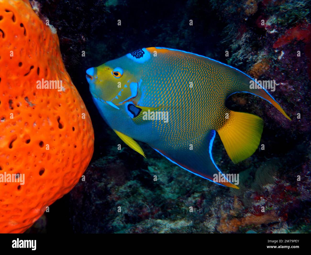 Queen Angelfish (Holacanthus ciliaris) . Dive site John Pennekamp Coral ...