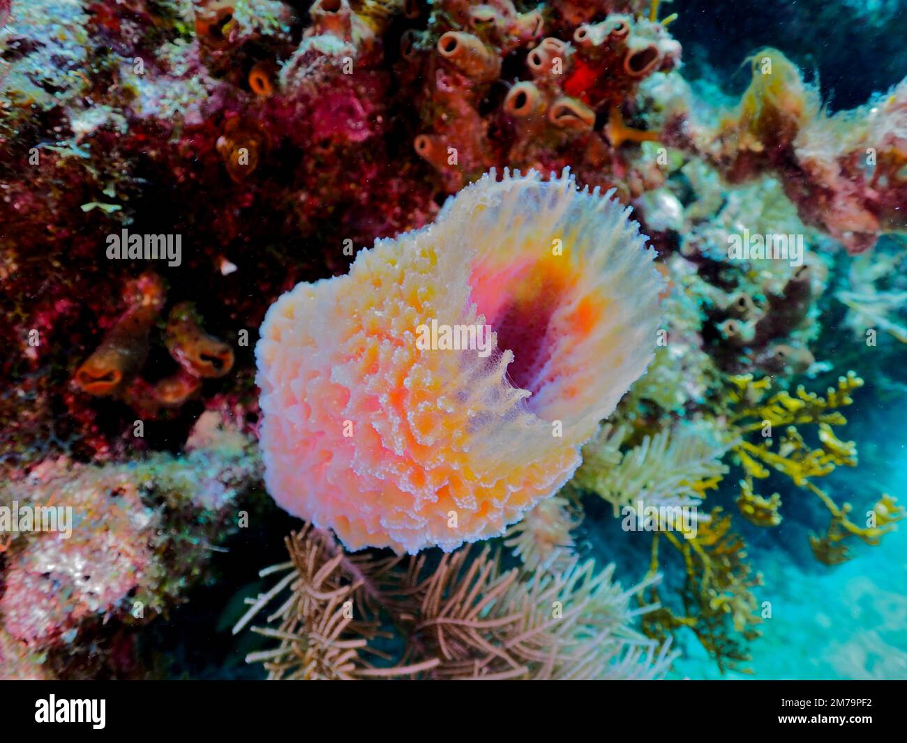 Orange vase sponge (Callyspongia plicifera) . Dive site John Pennekamp ...