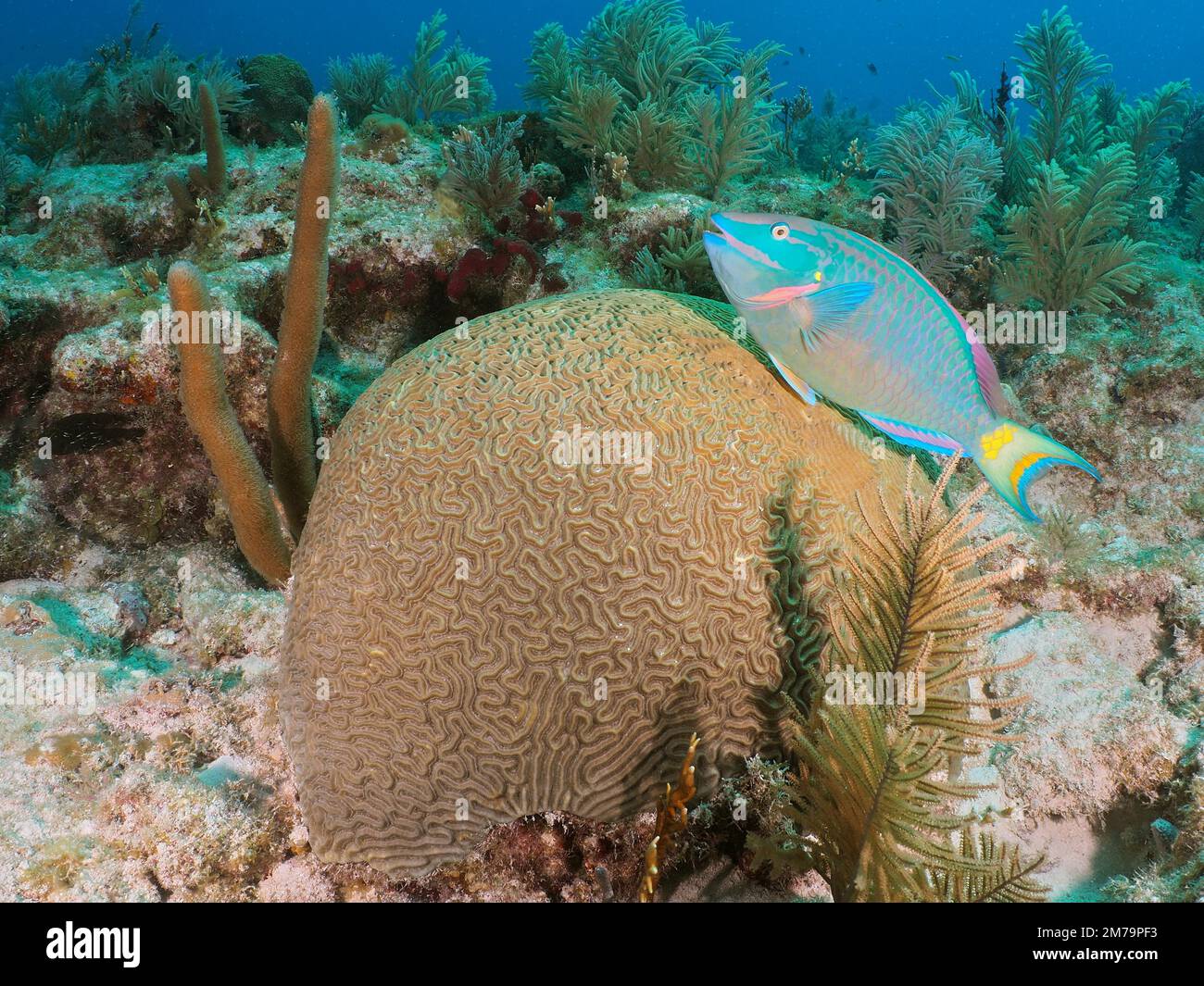 Stoplight parrotfish (Sparisoma viride) over brain coral (Diploria ...