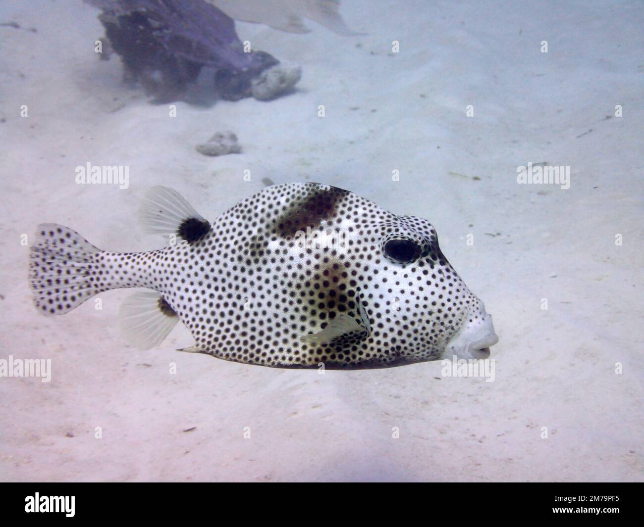 Spotted trunkfish (Lactophrys bicaudalis) . Dive site John Pennekamp ...
