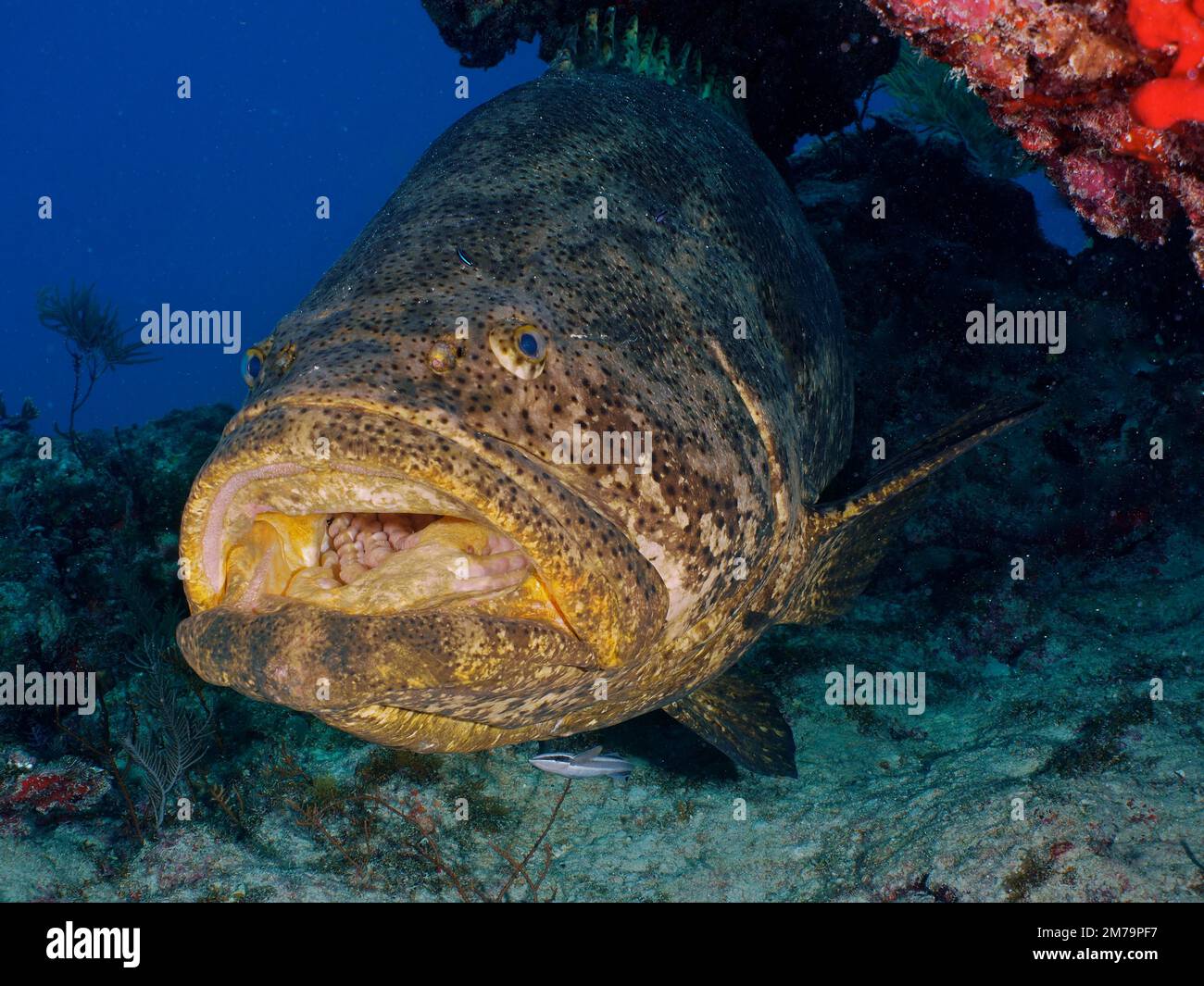Portrait of atlantic goliath grouper (Epinephelus itajara) with open ...