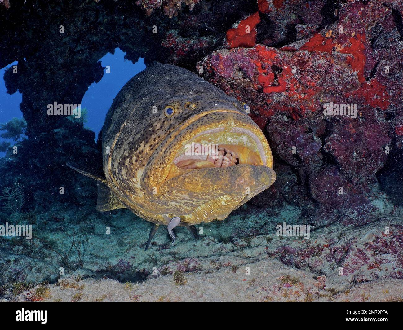 Atlantic goliath grouper (Epinephelus itajara) with open mouth at ...