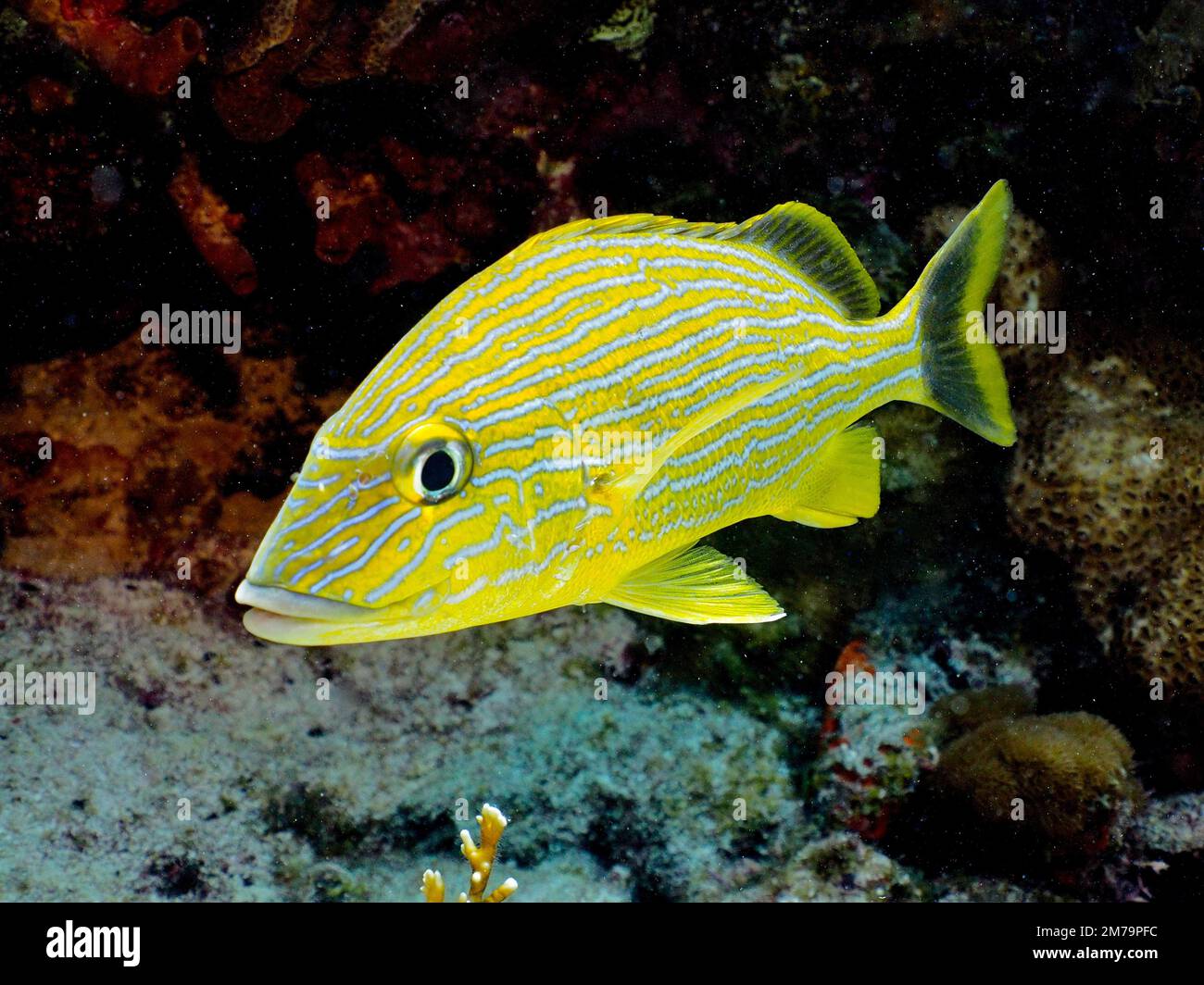Bluestriped grunt (Haemulon sciurus) . Dive site John Pennekamp Coral ...