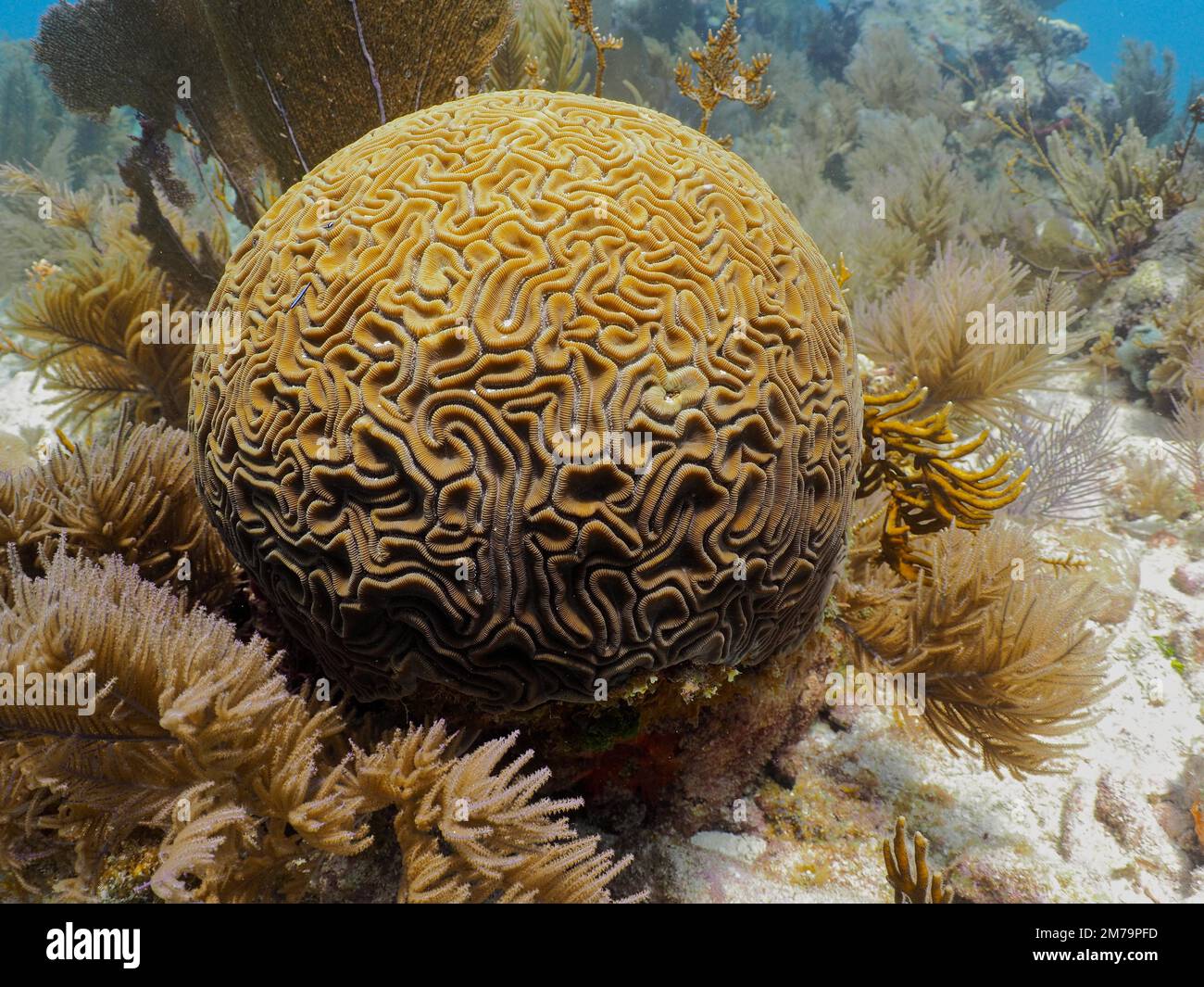 Brain coral (Diploria labyrinthiformis) . Dive site John Pennekamp ...