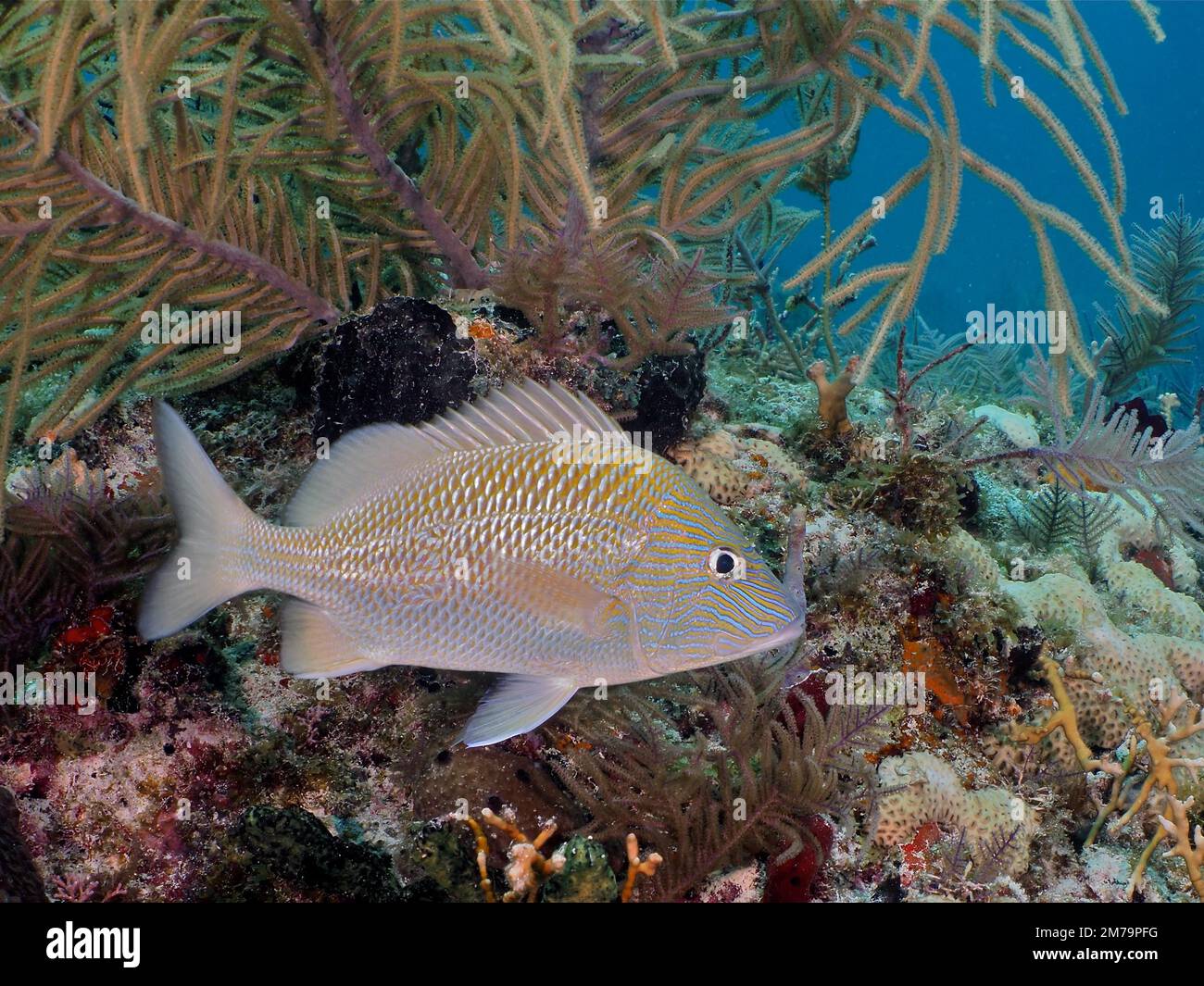 White head strip grunt (Haemulon plumierii) . Dive site John Pennekamp ...