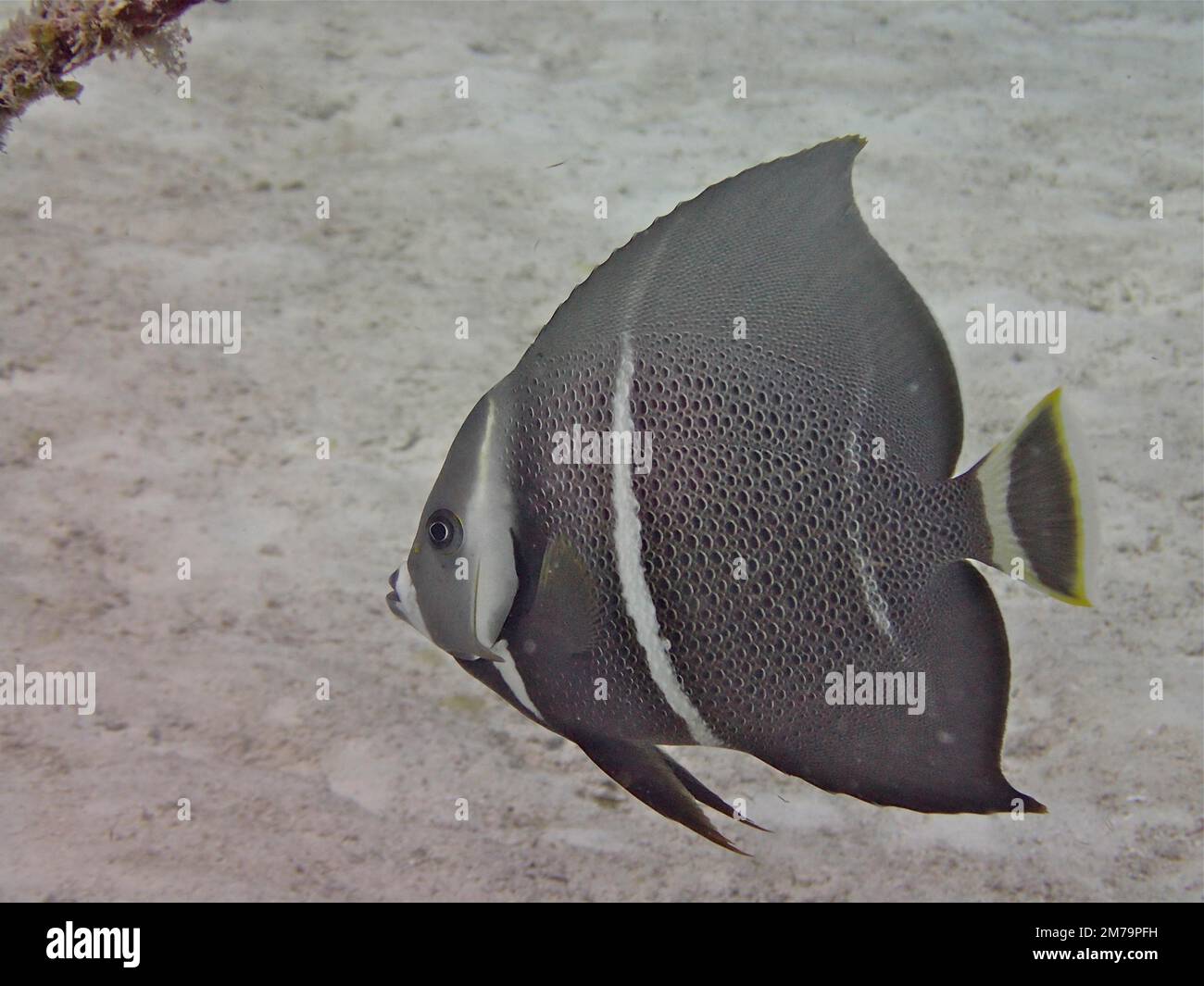 Juvenile gray angelfish (Pomacanthus arcuatus) . Dive site John ...
