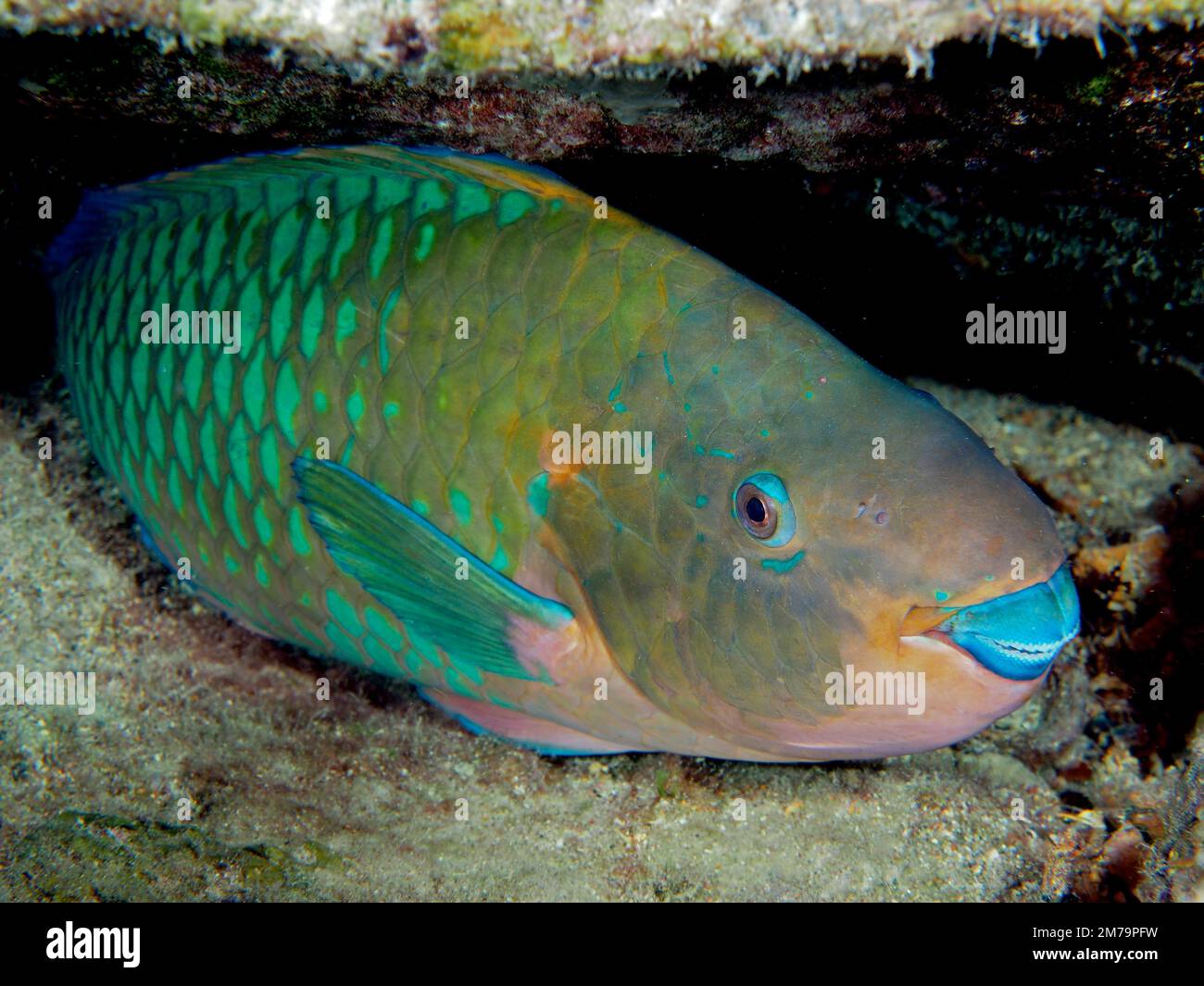 Rainbow parrotfish hi-res stock photography and images - Alamy