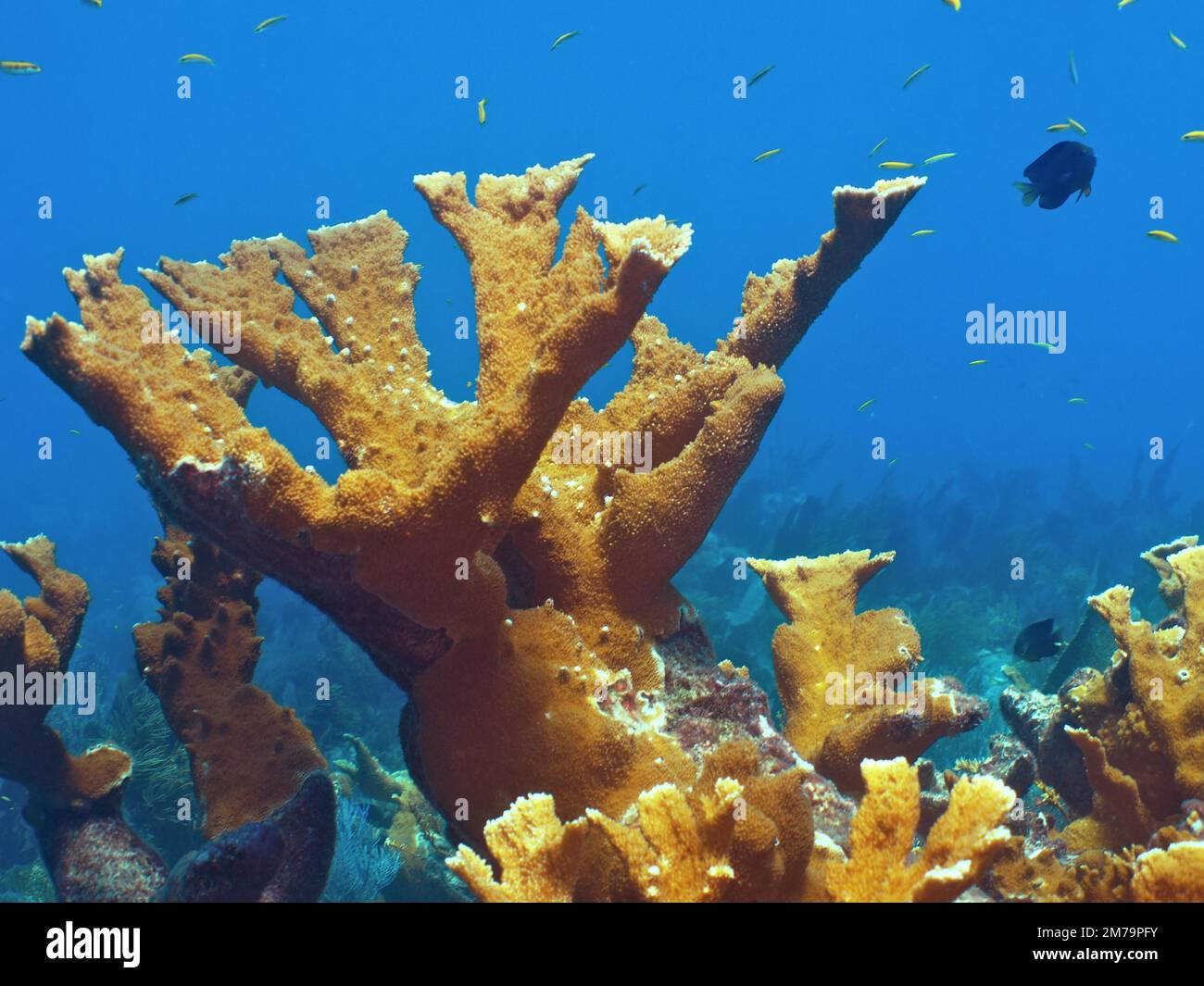 Elkhorn coral (Acropora palmata) . Dive site John Pennekamp Coral Reef ...