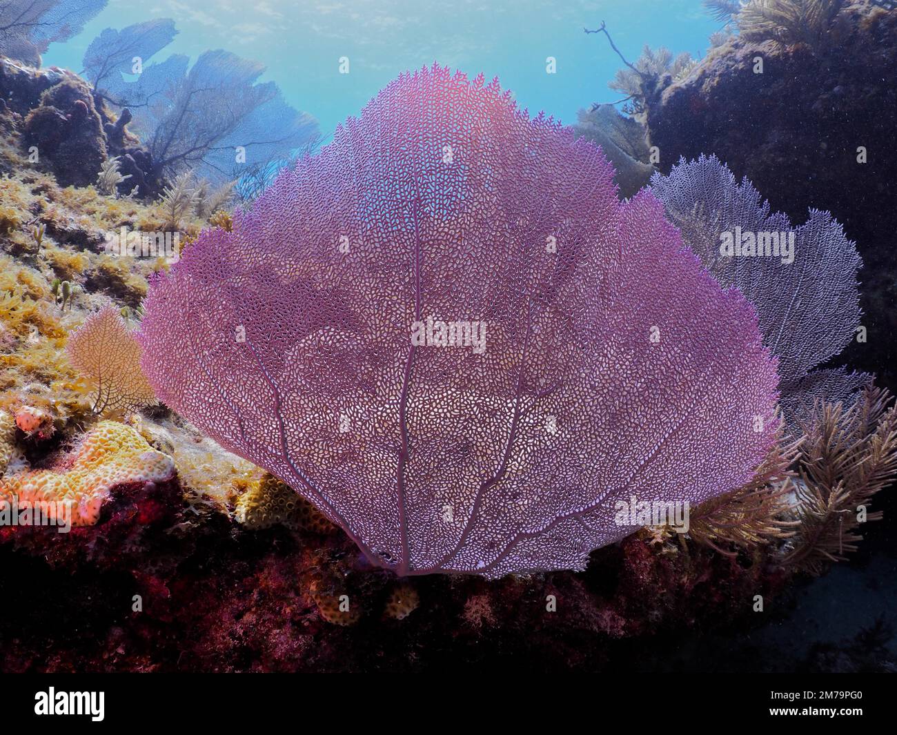 Common sea fan (Gorgonia ventalina) . Dive site John Pennekamp Coral ...