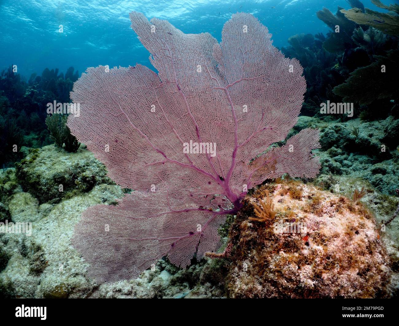 Common sea fan (Gorgonia ventalina) . Dive site John Pennekamp Coral ...